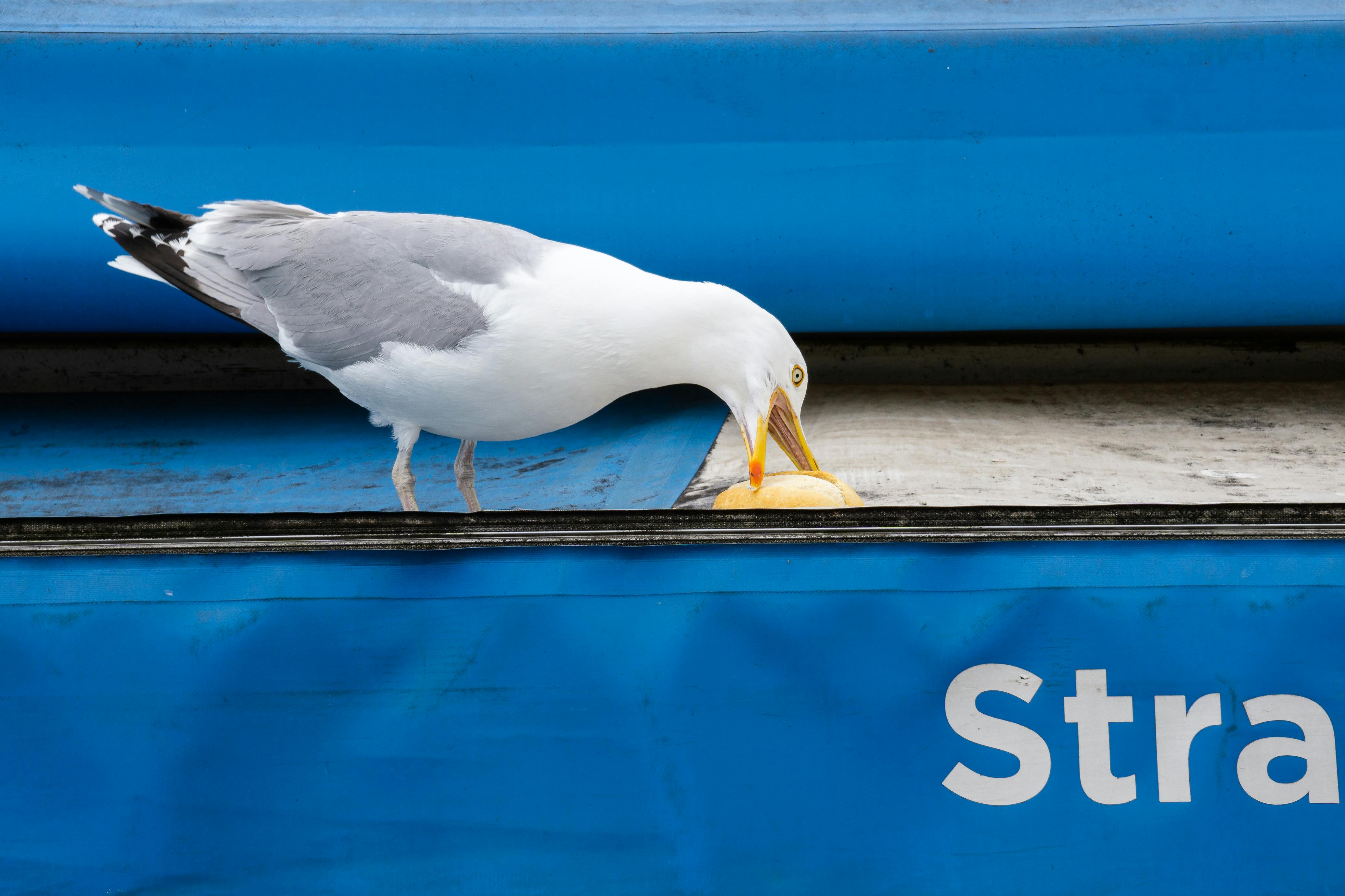 Seagull eating bread on a blue container · Free Stock Photo