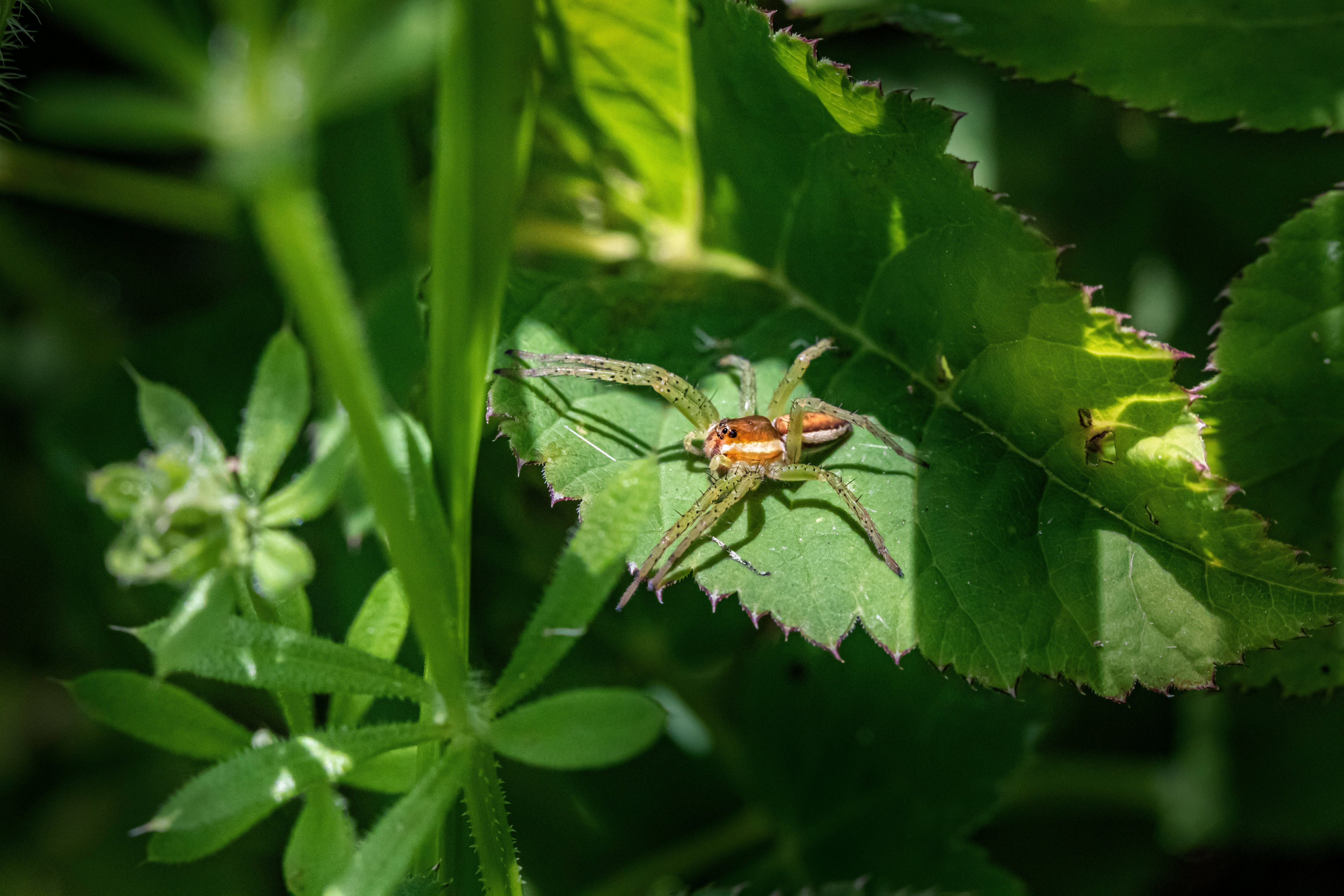 A spider on a leaf in the sun · Free Stock Photo