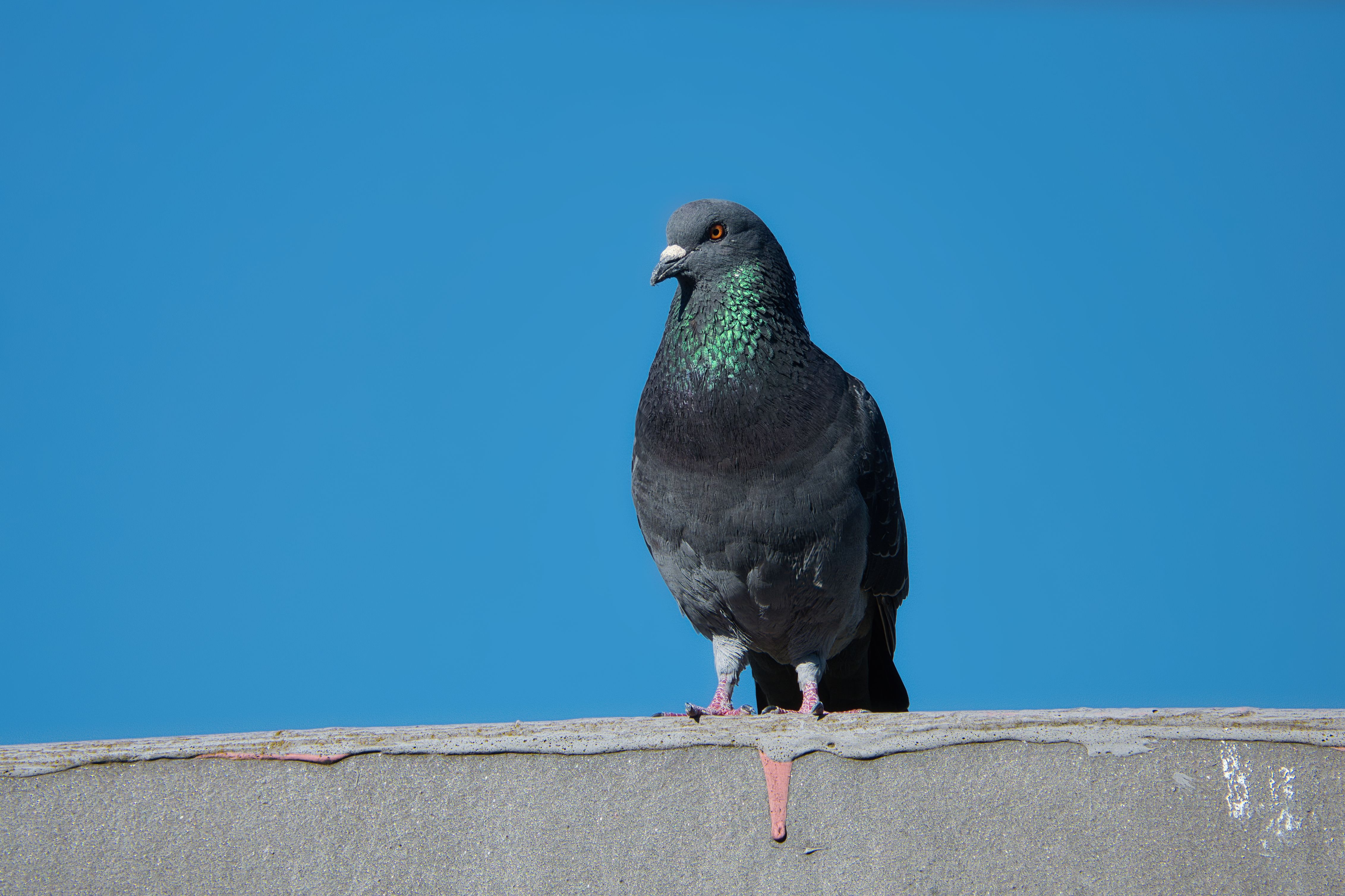 Curious Pigeon Standing on a Flowerbed Wall on a City Street · Free ...
