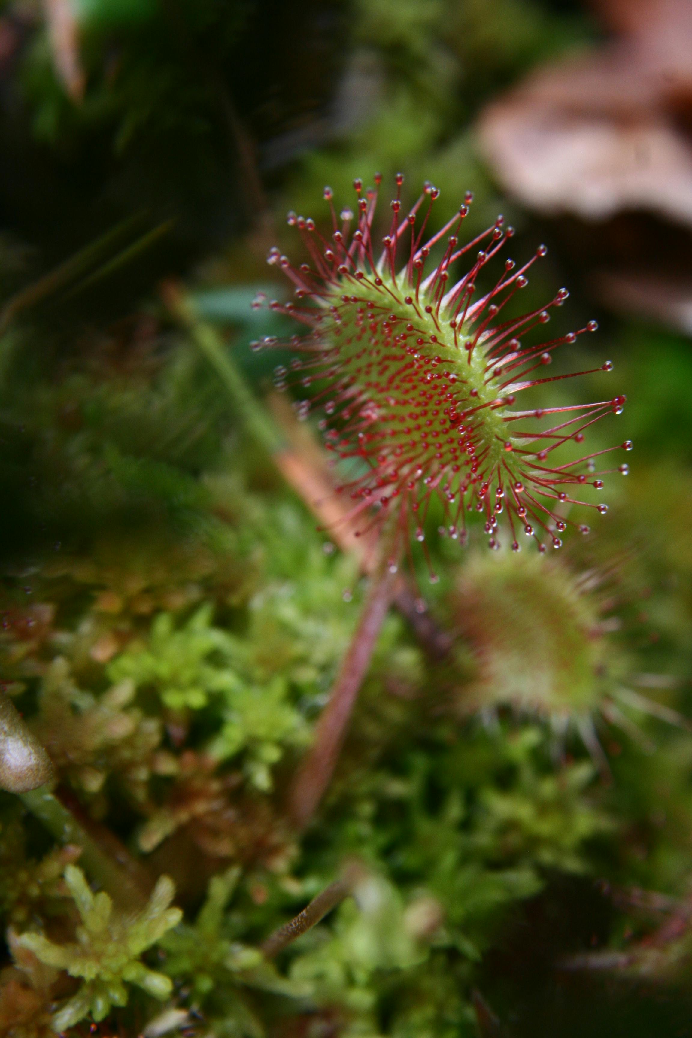 Common Sundew Plant · Free Stock Photo