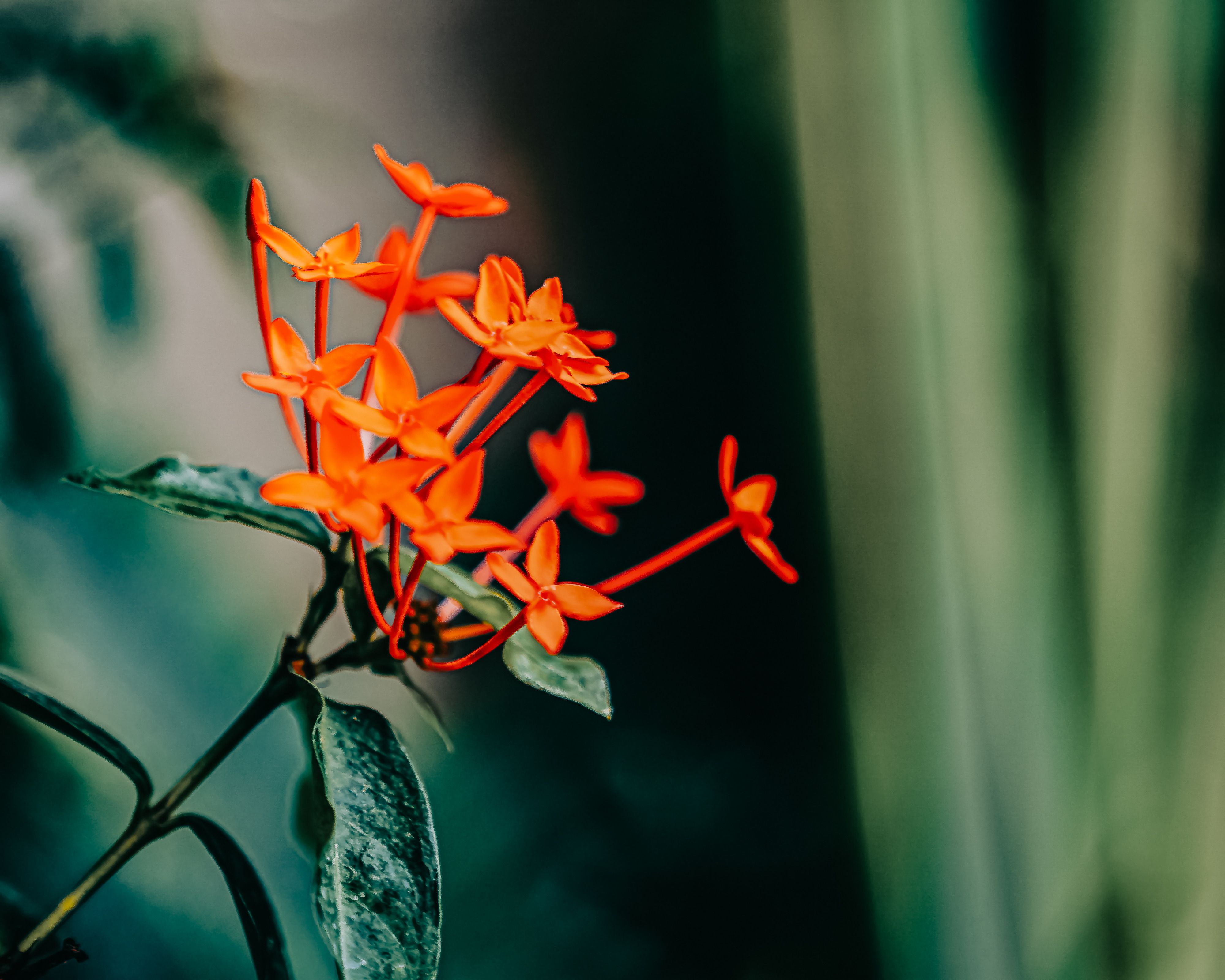 Nick English - Photography