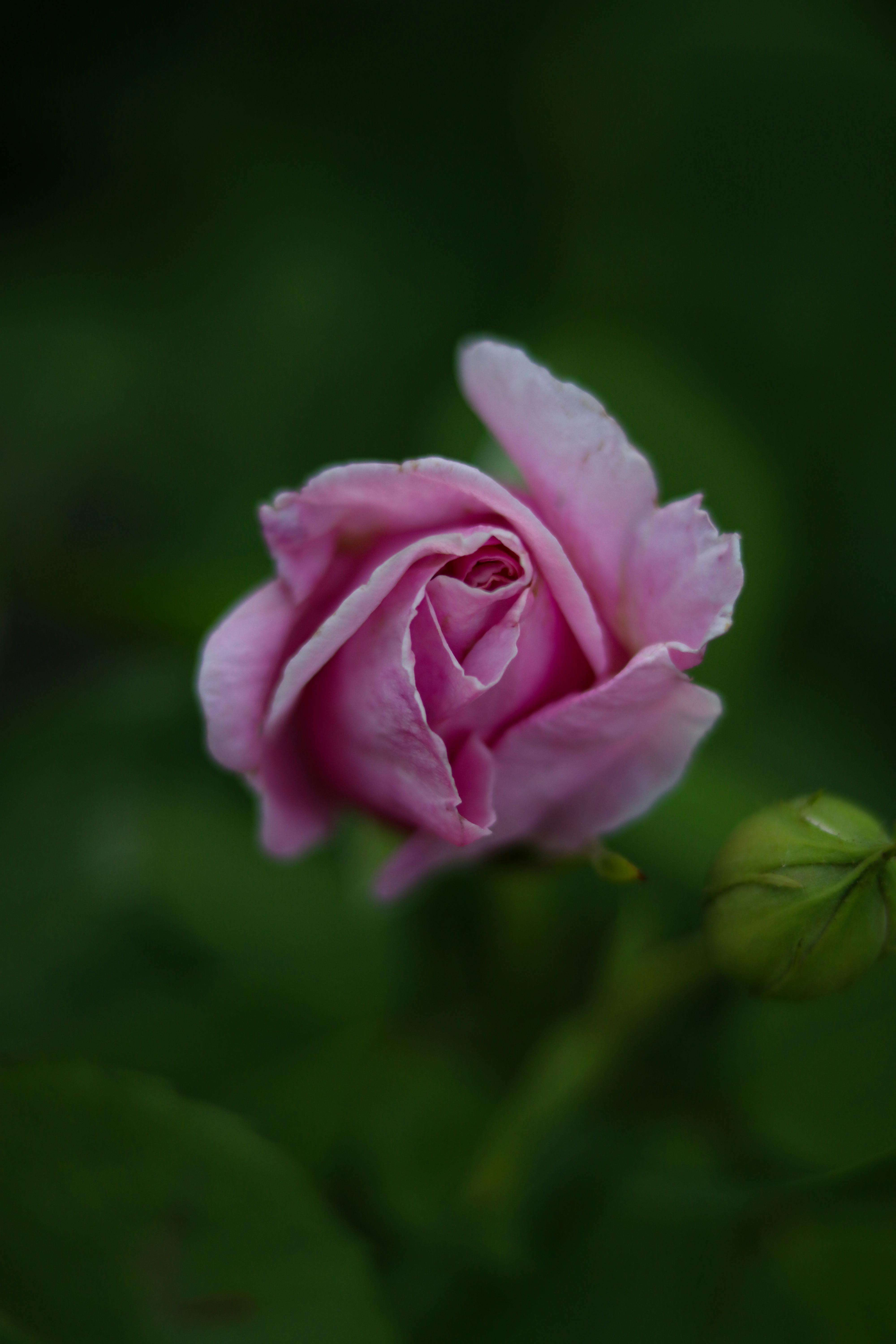 Pink Rose Flower on Blue Hardbound Books · Free Stock Photo
