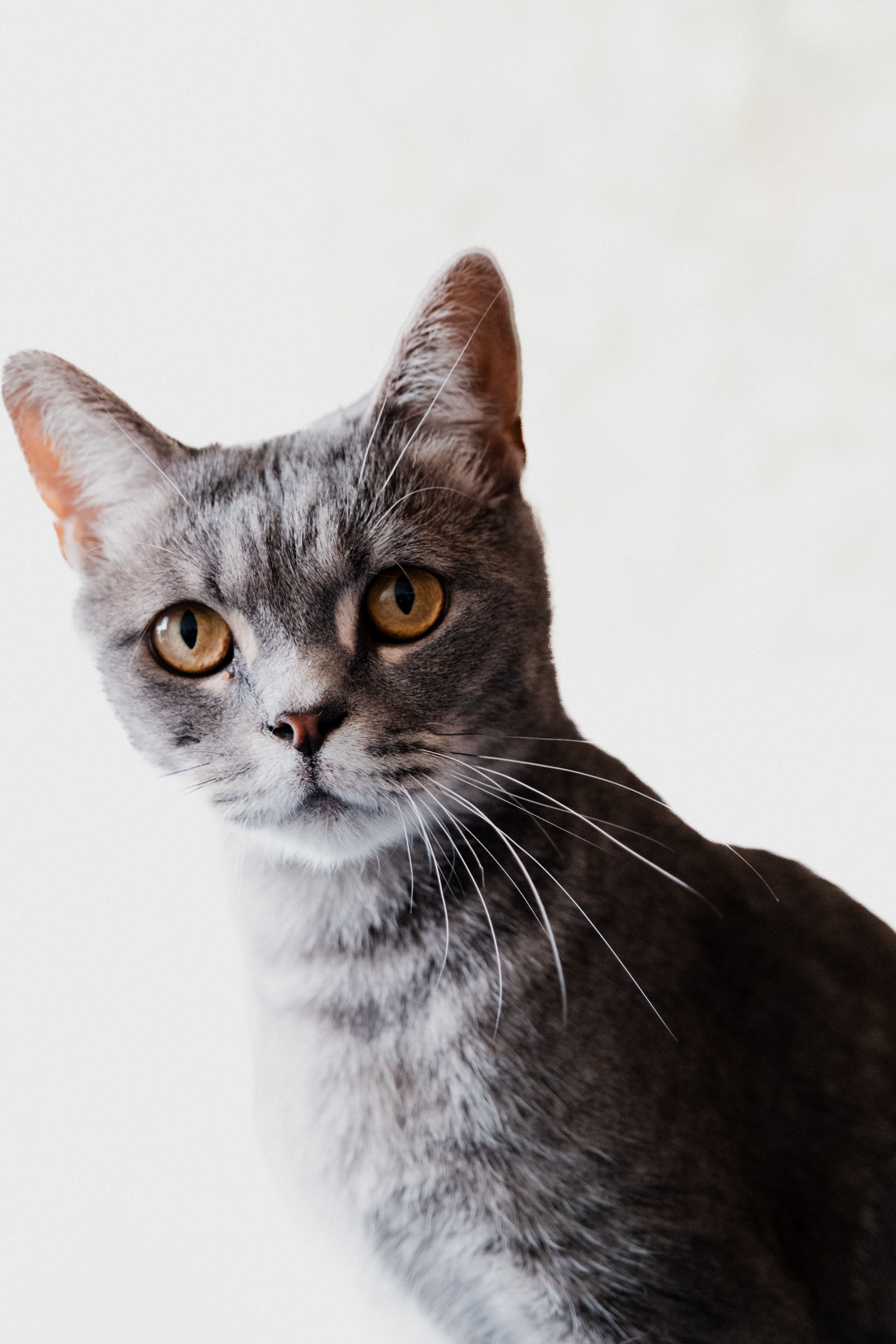 Single Pet Photos, Download The BEST Free Single Pet Stock Photos & HD ...