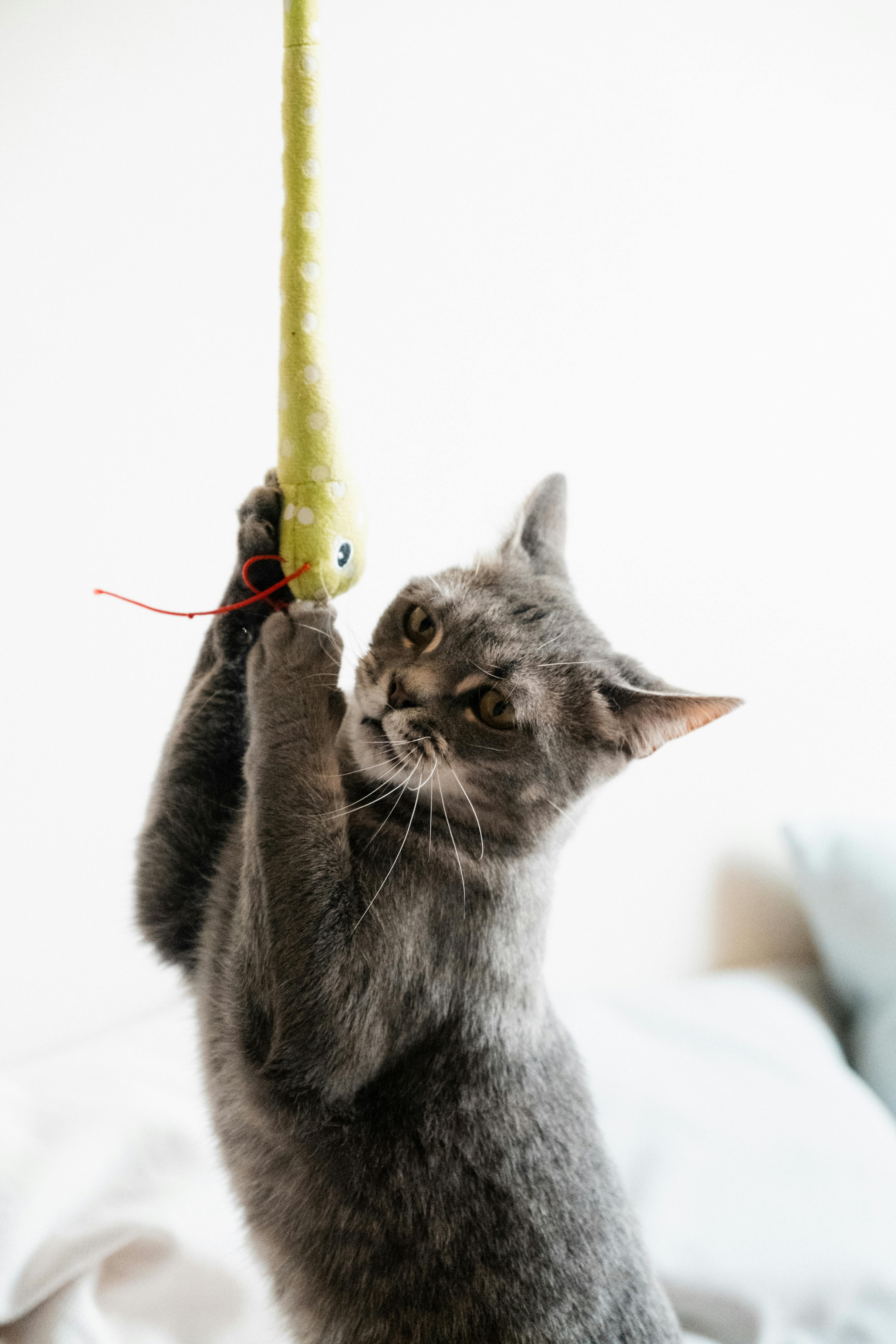 Cat Playing with Toy · Free Stock Photo