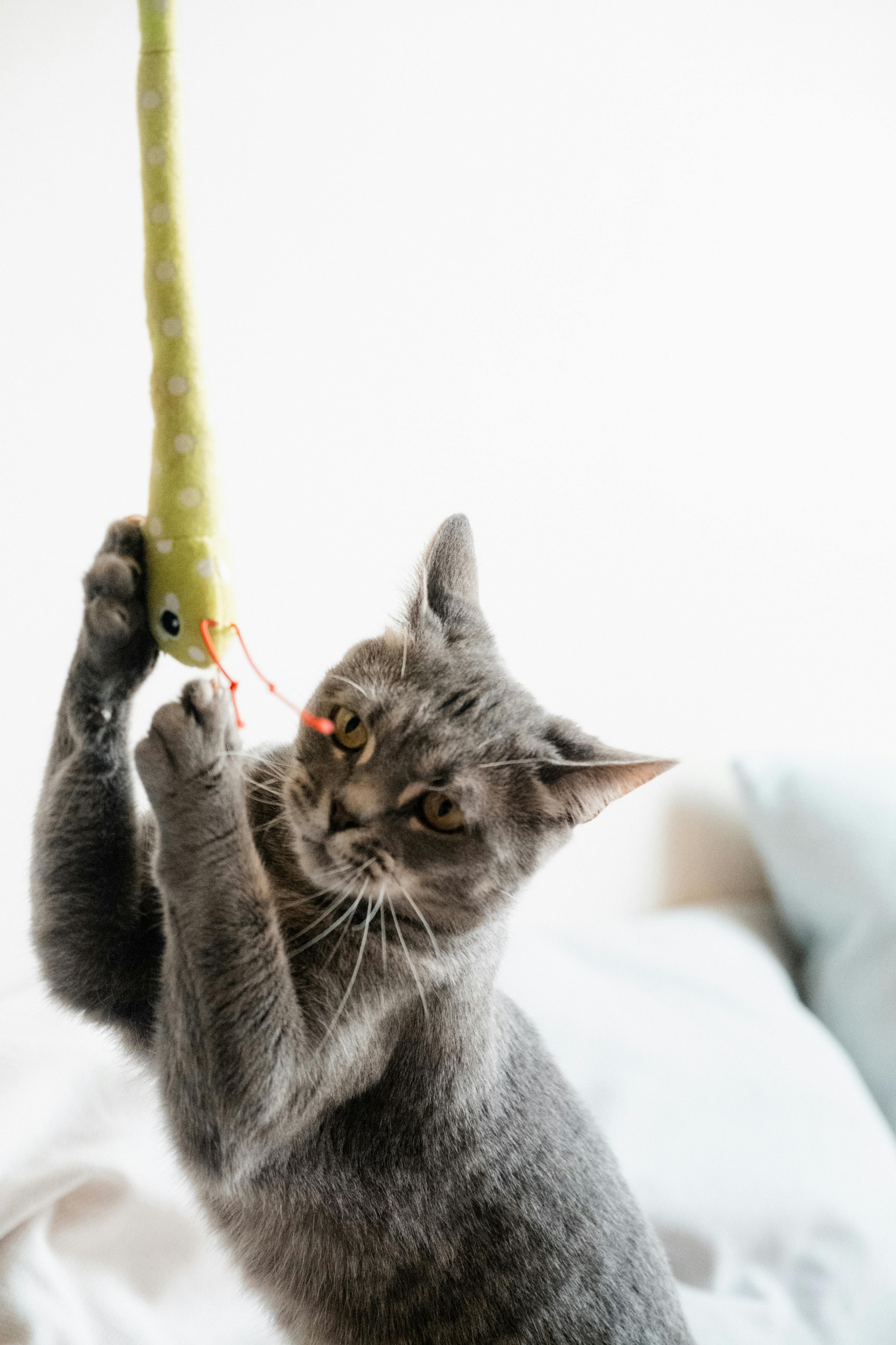 Cat Playing with Toy · Free Stock Photo
