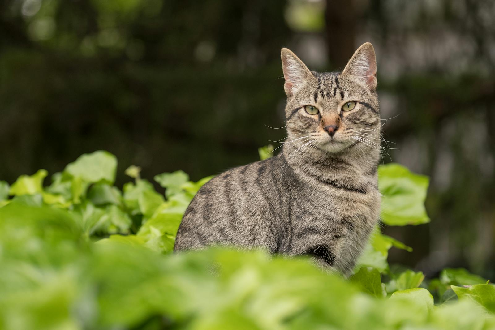 Cat Wallpaper Pc Photos, Download The BEST Free Cat Wallpaper Pc Stock ...