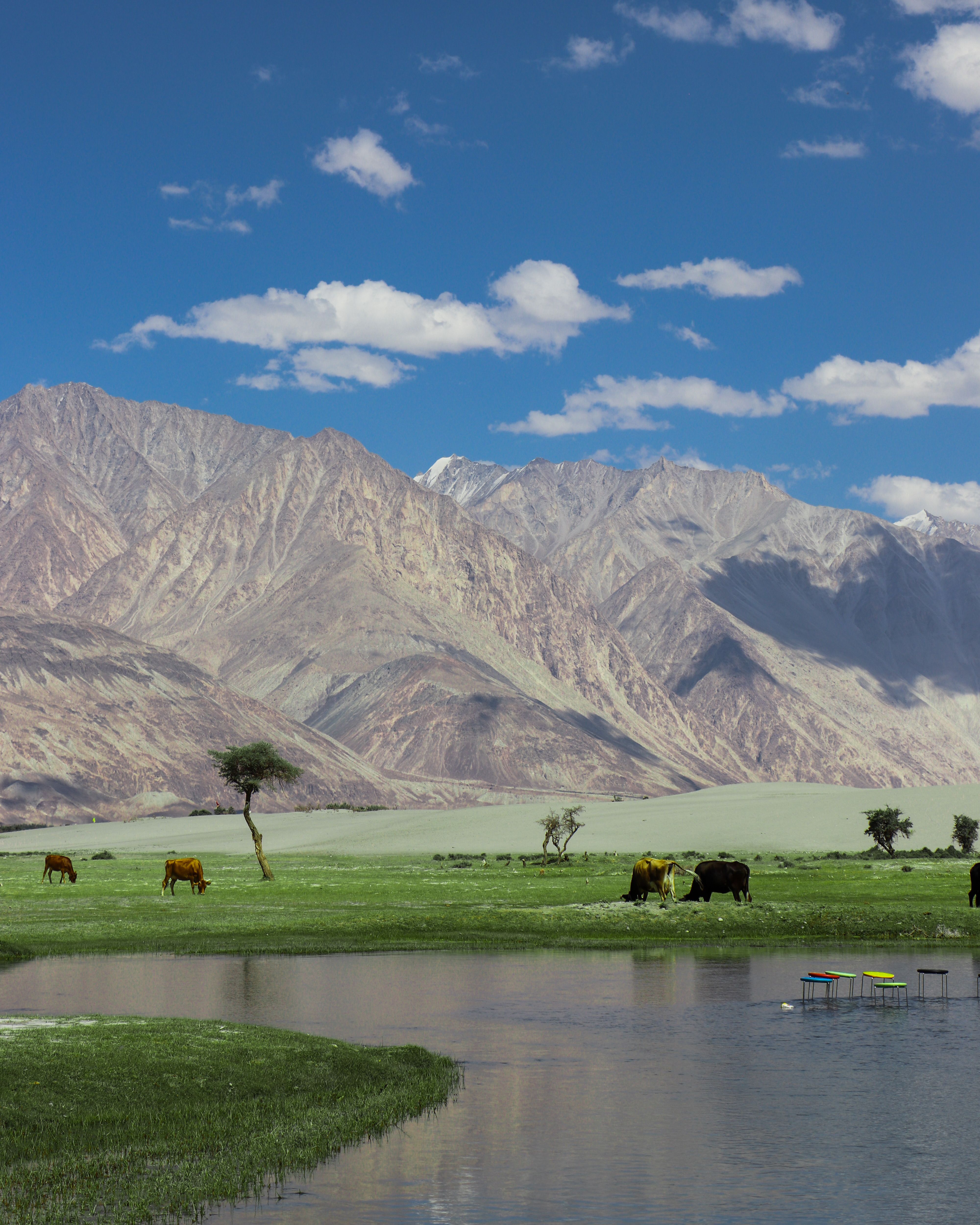 Cattle Trails Photos, Download The BEST Free Cattle Trails Stock Photos ...