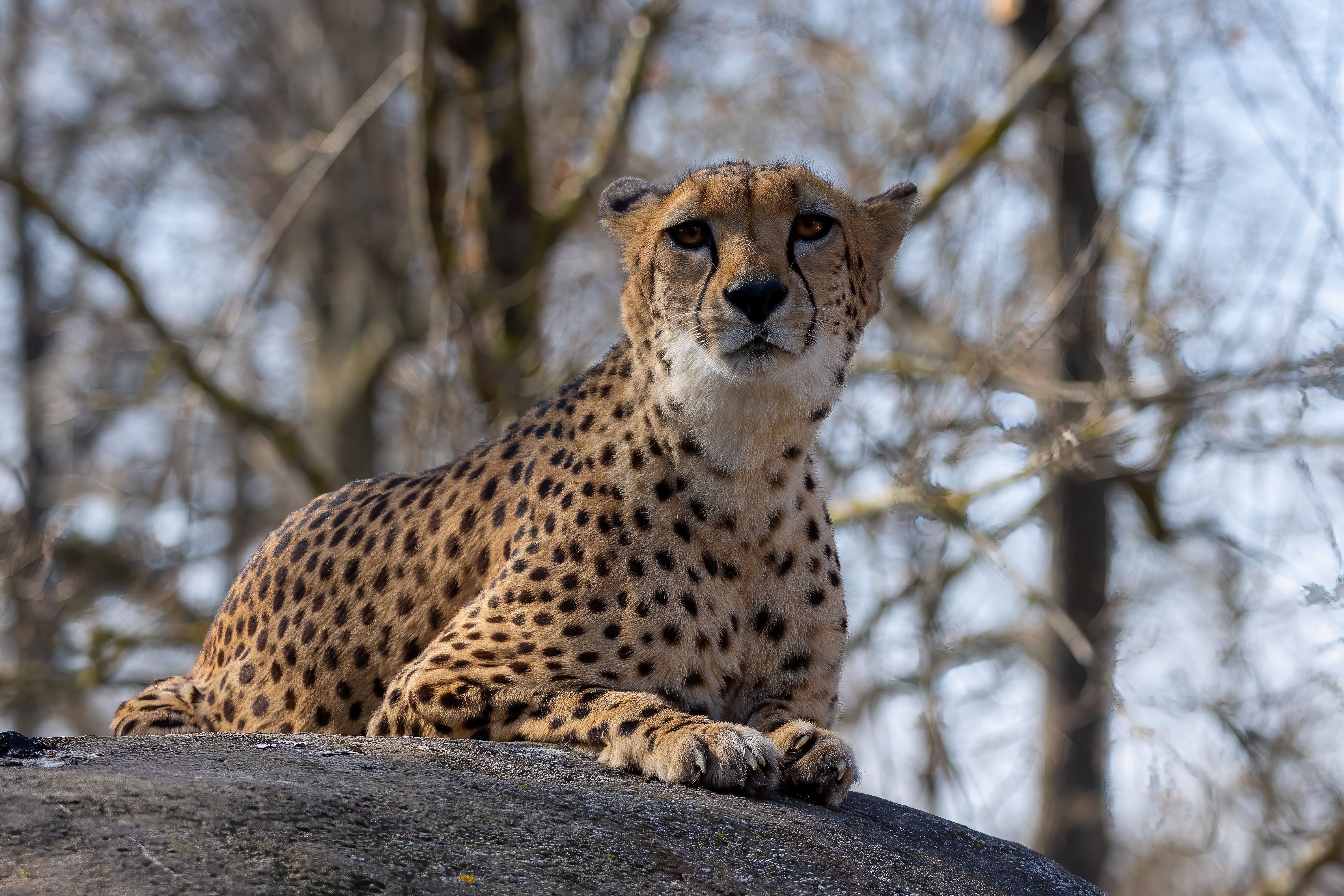 Close-up of a Northwest African Cheetah · Free Stock Photo
