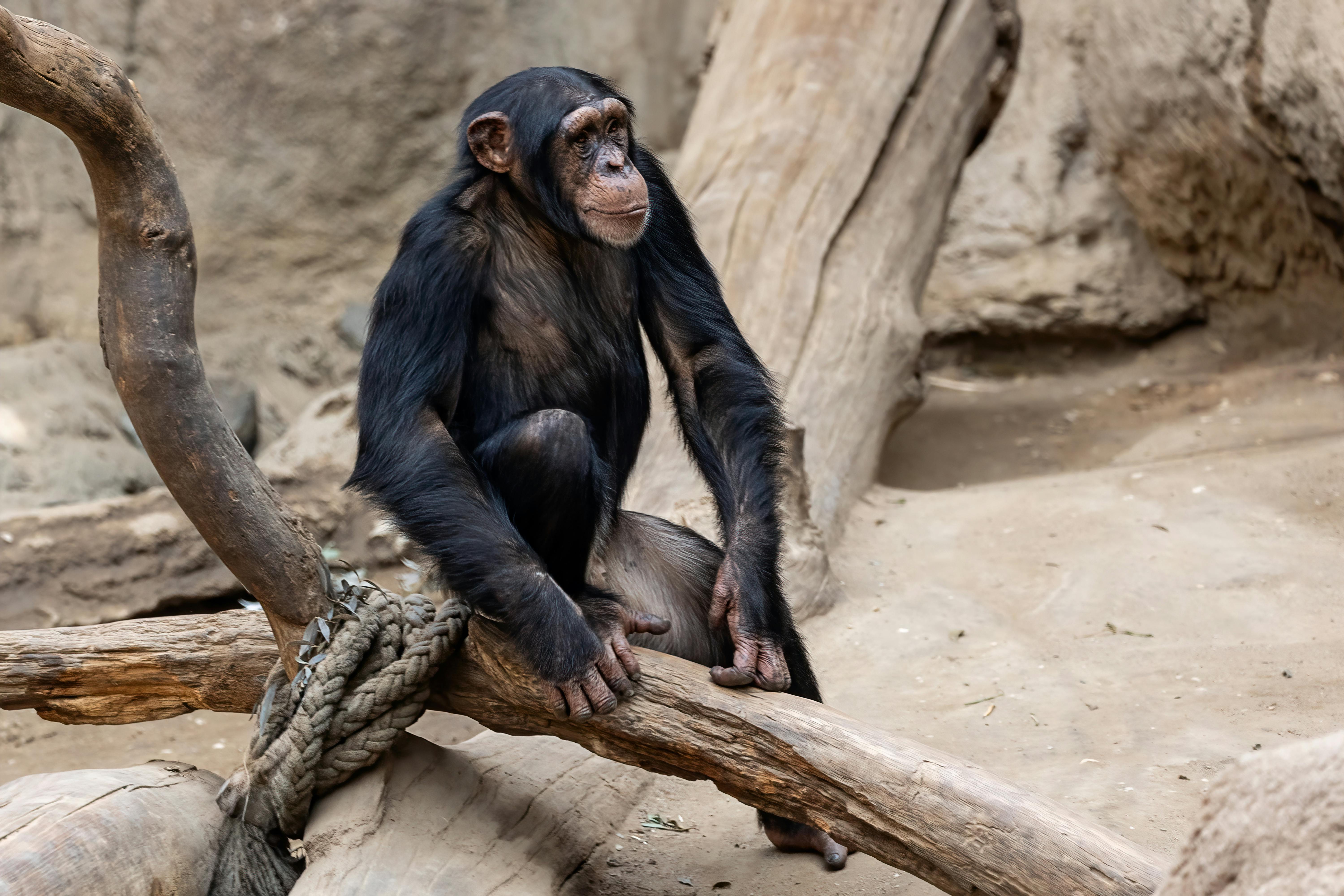 Monkey Tooth Brush Photos, Download The BEST Free Monkey Tooth Brush ...