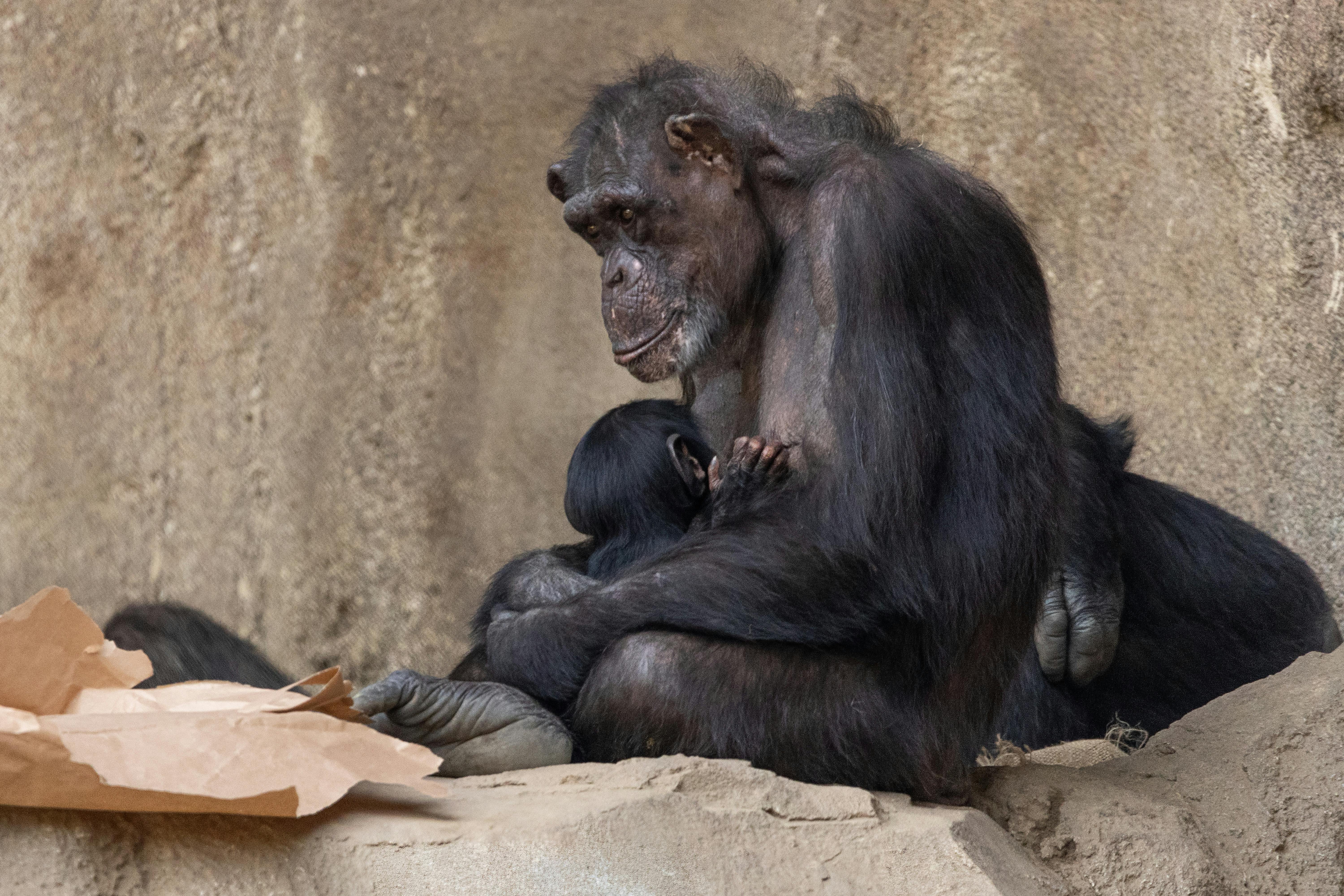 Zoo Animals Images Photos, Download The BEST Free Zoo Animals Images ...