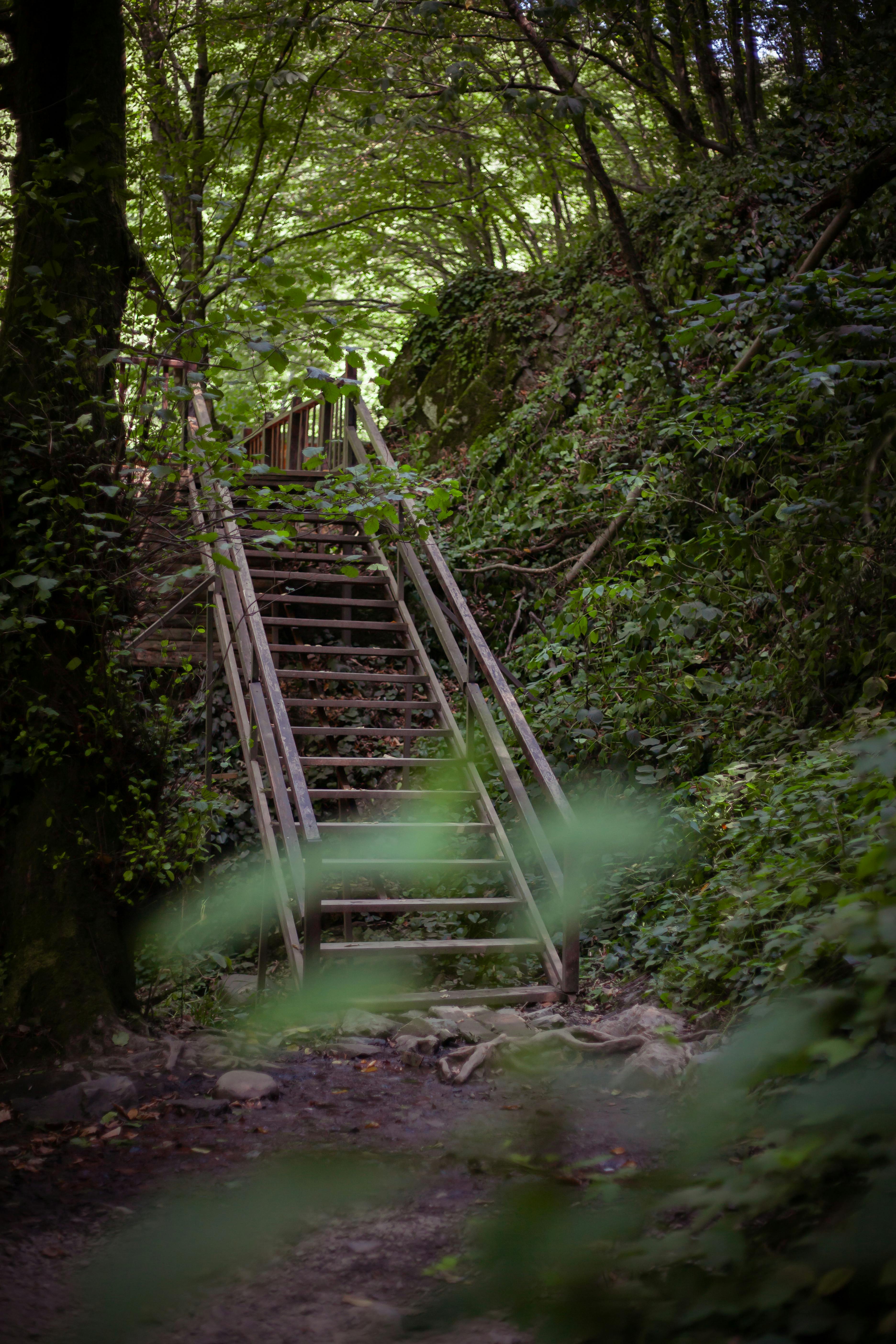 Wooden Stairs leading to a Stream Flowing in a Park · Free Stock Photo