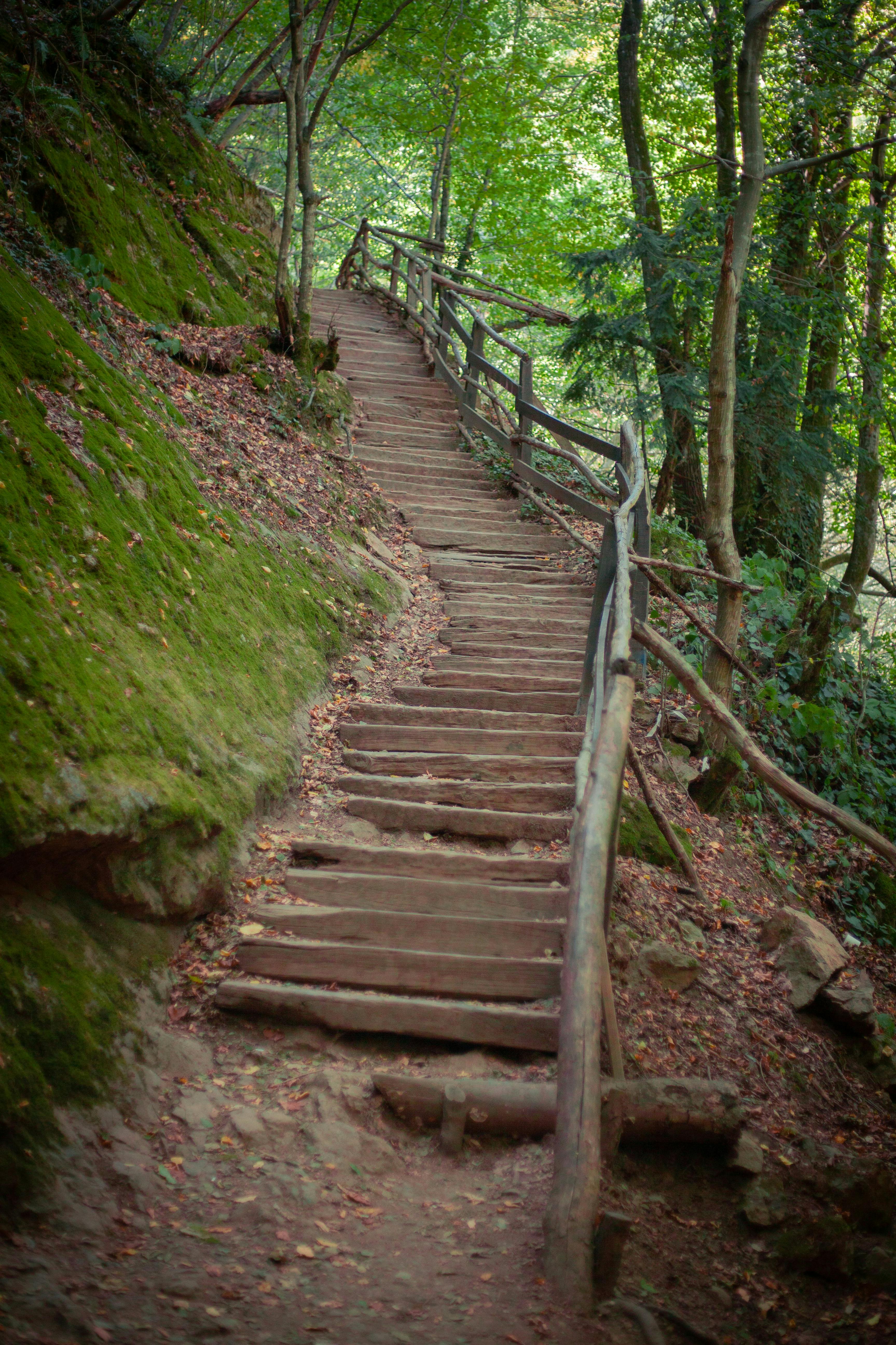 Stairs in Forest · Free Stock Photo