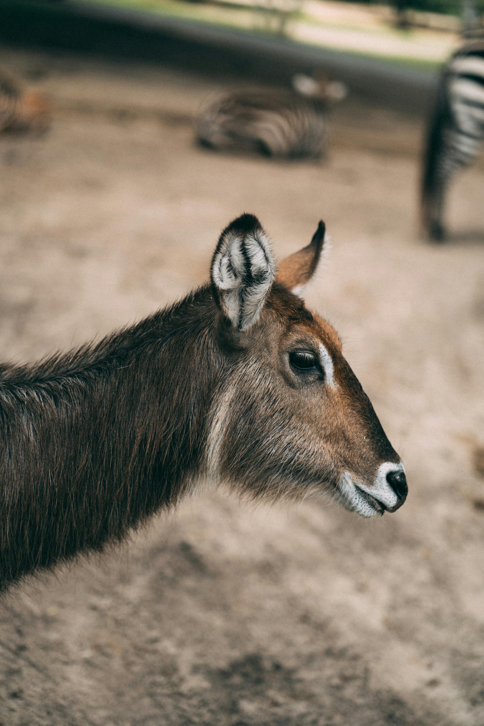 Close-Up Photography of Brown and White Striped Deer · Free Stock Photo