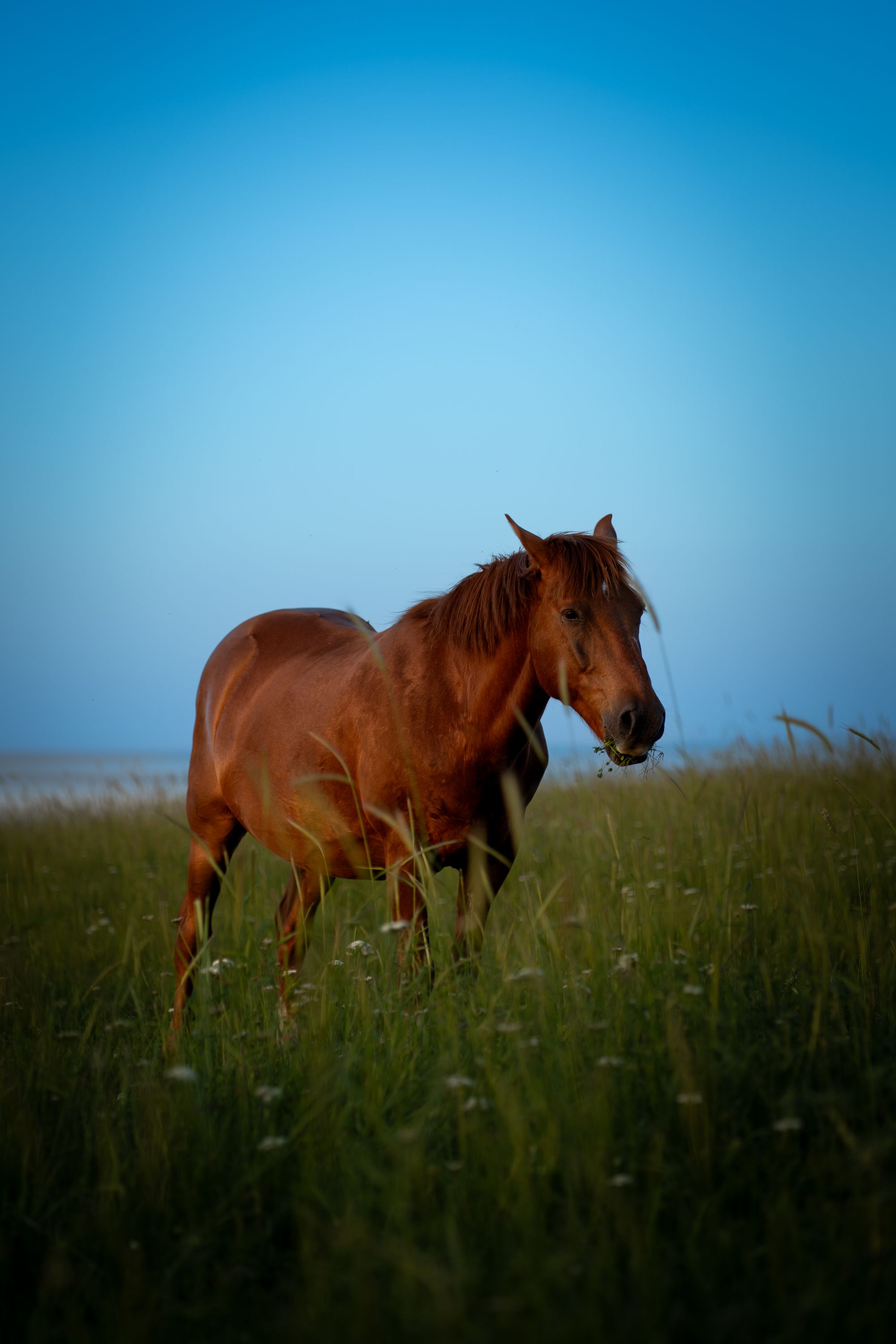 Bleeding Horse Photos, Download The BEST Free Bleeding Horse Stock ...