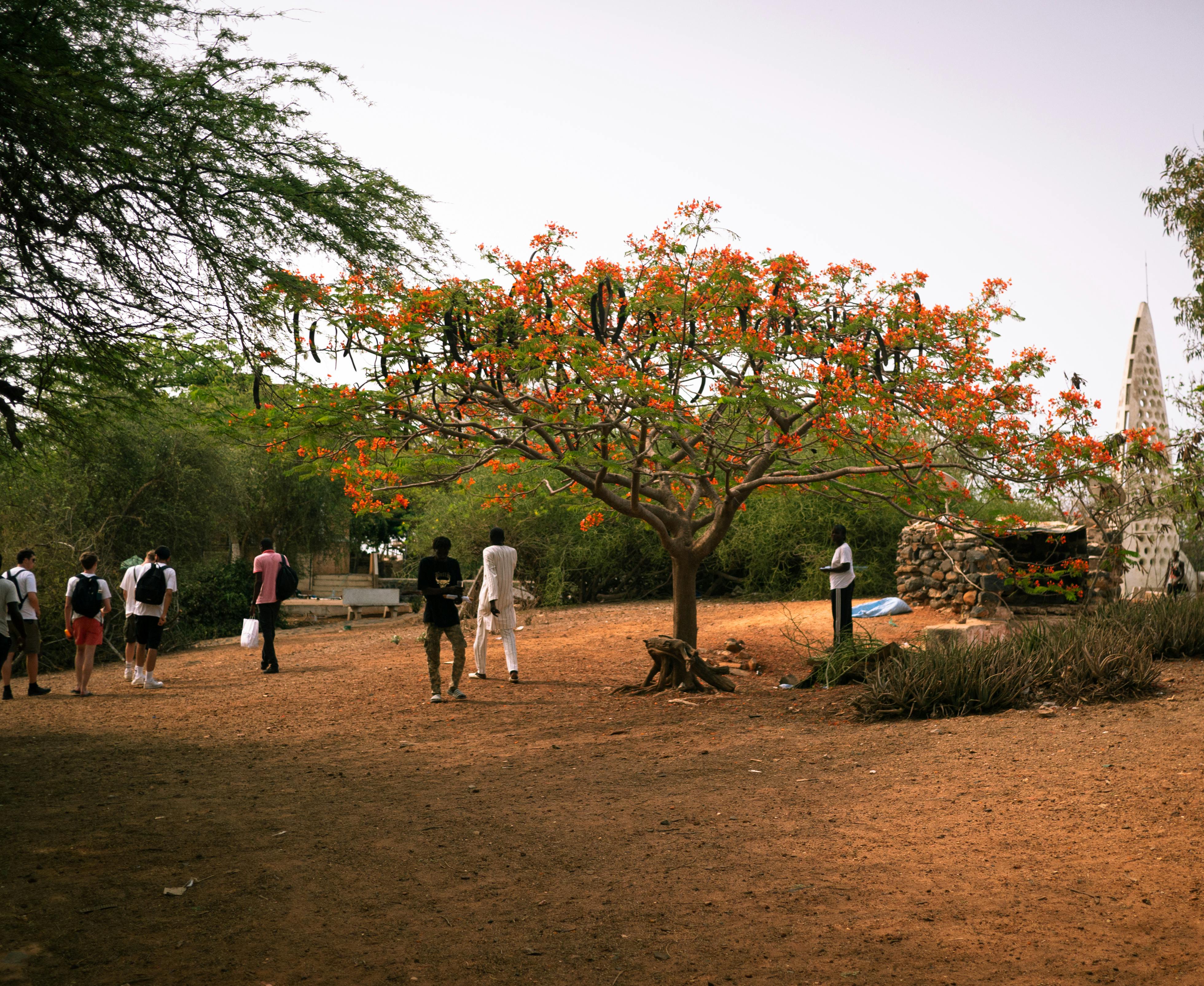 People Walking at Park in Senegal · Free Stock Photo