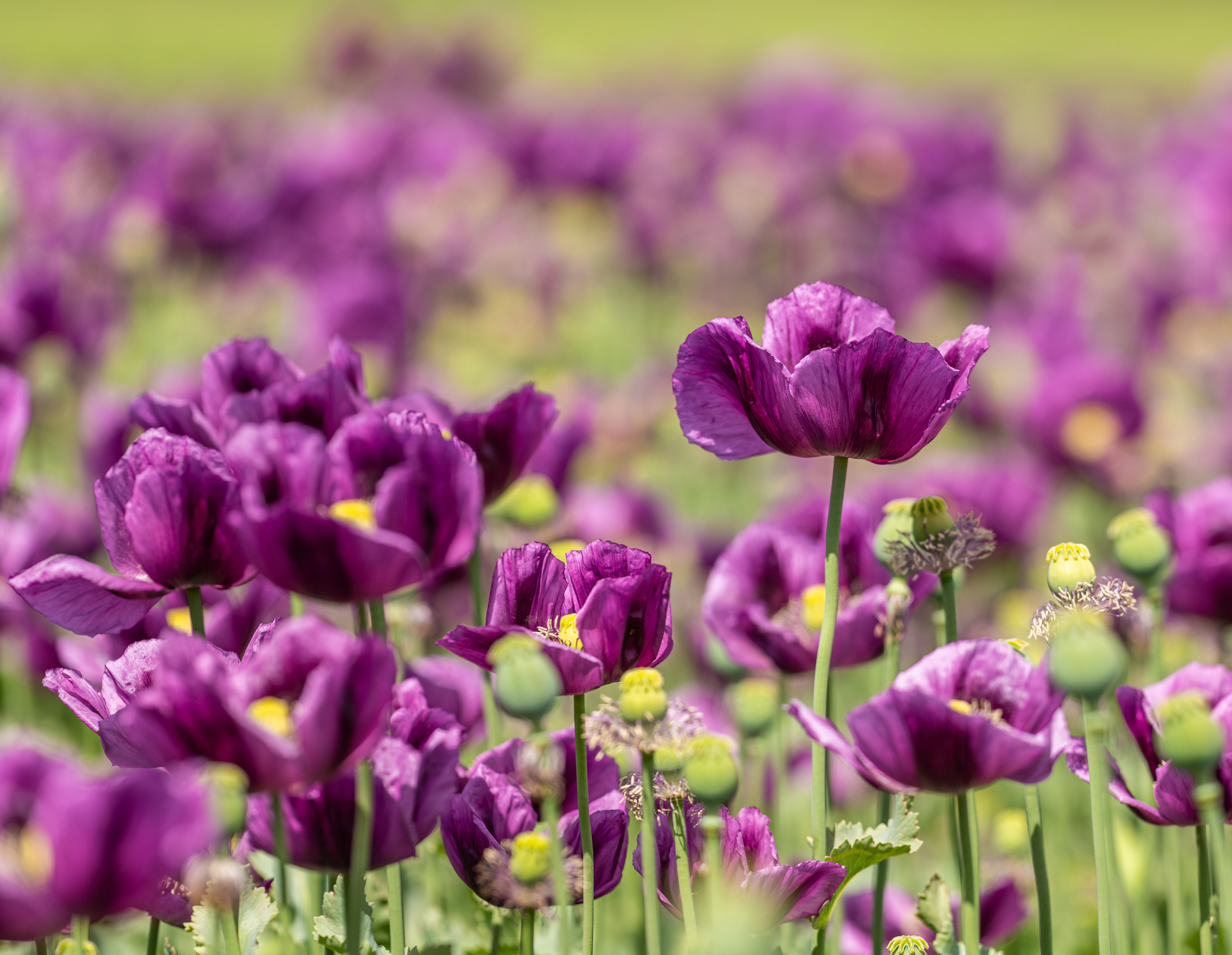 Blooming Violet Poppy Flowers · Free Stock Photo