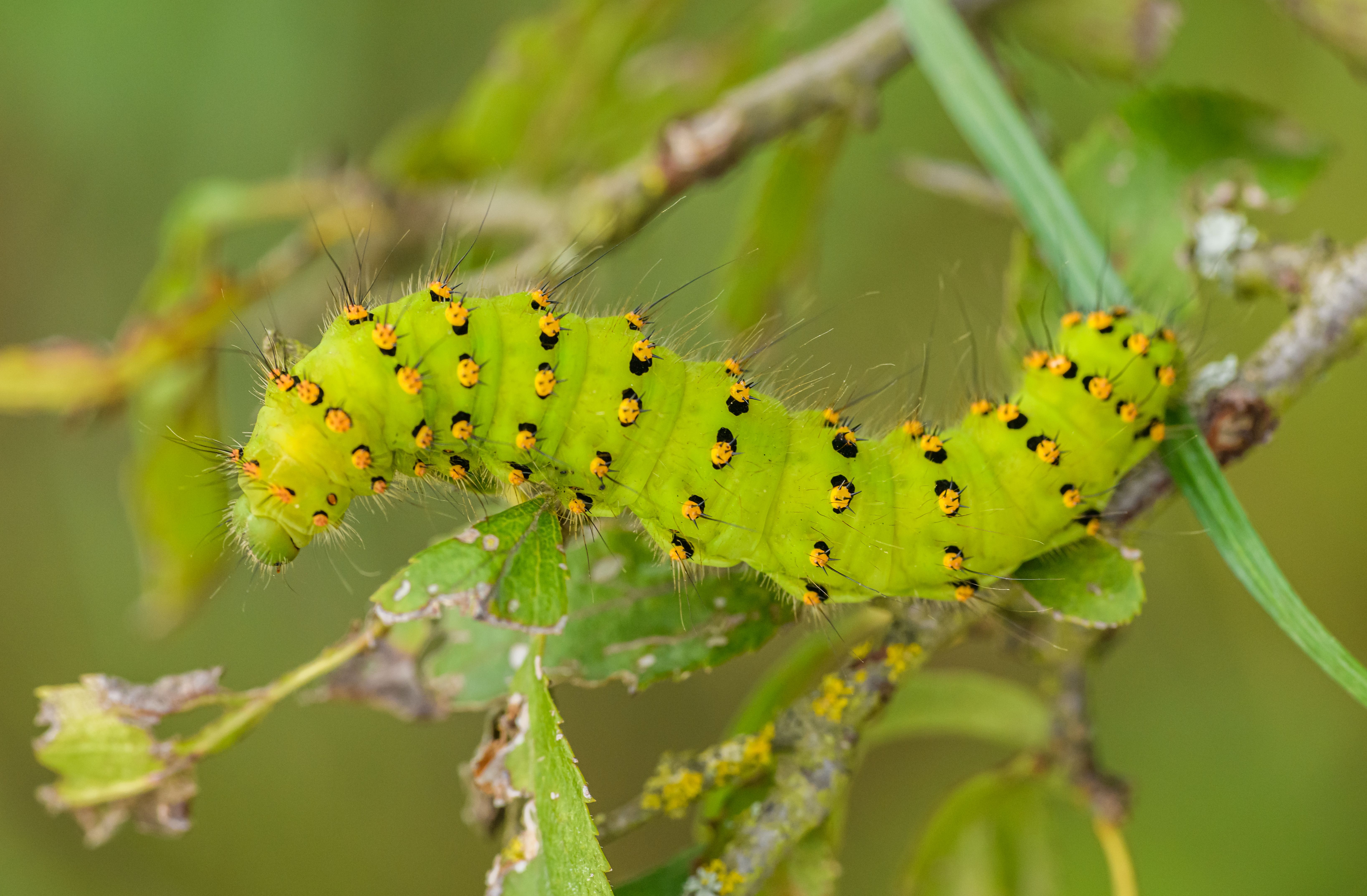 Green Caterpillar of a Small Emperor Moth Crawling on a Twig · Free ...