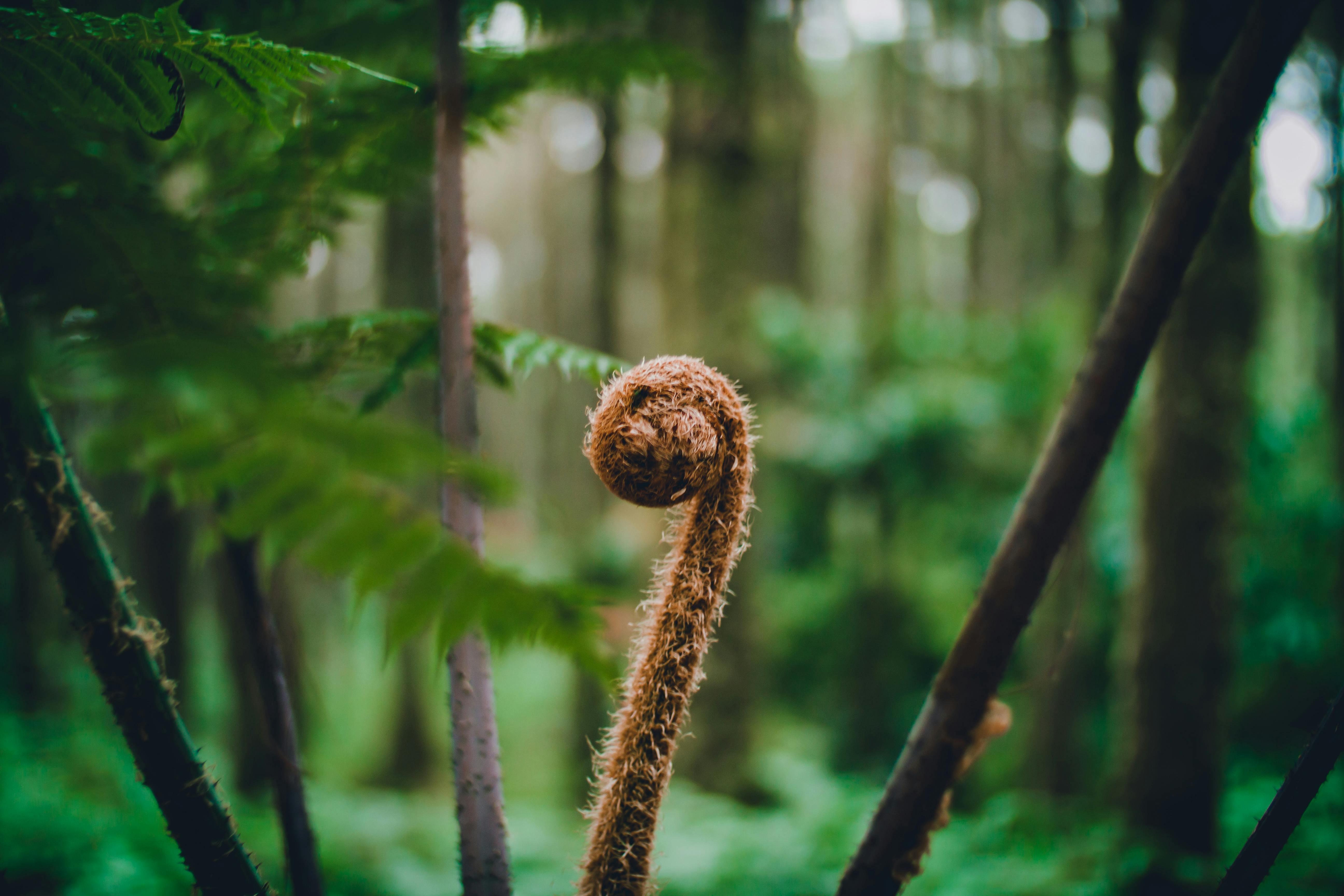 Green Leaf Tree · Free Stock Photo