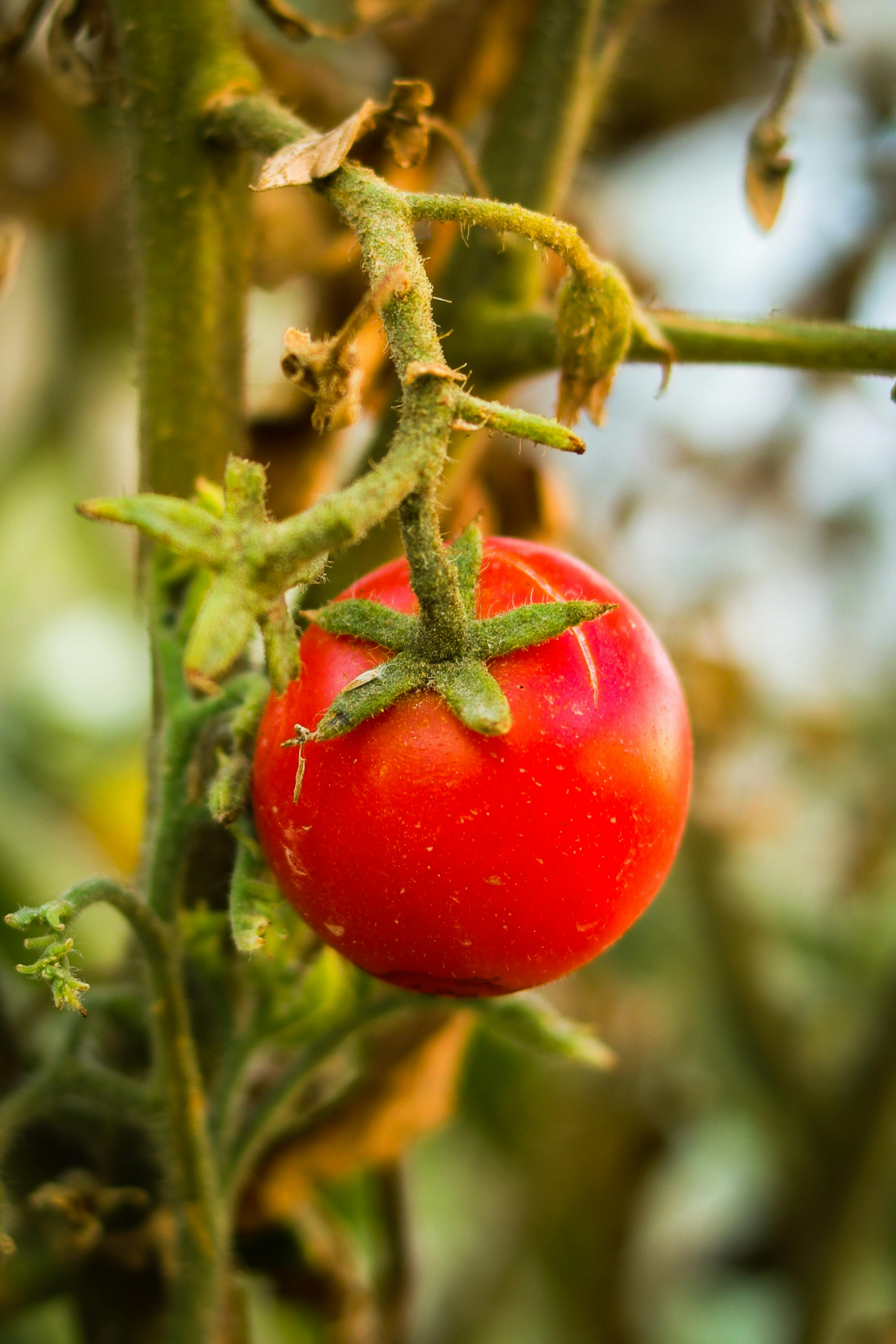 Two Tomato Wallpaper Photos, Download The BEST Free Two Tomato ...