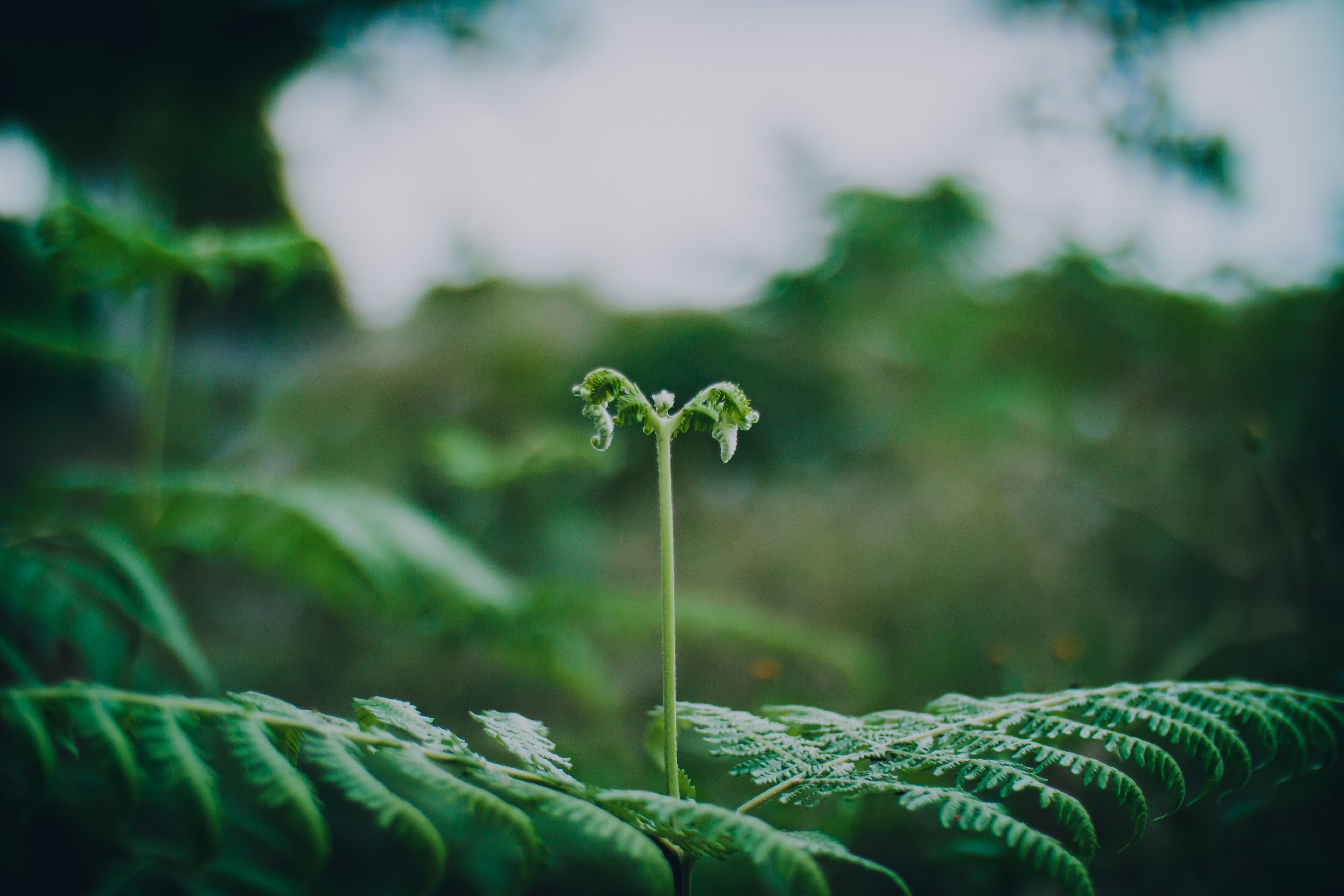Close-Up Photo of Unfurling Fern Fronds · Free Stock Photo