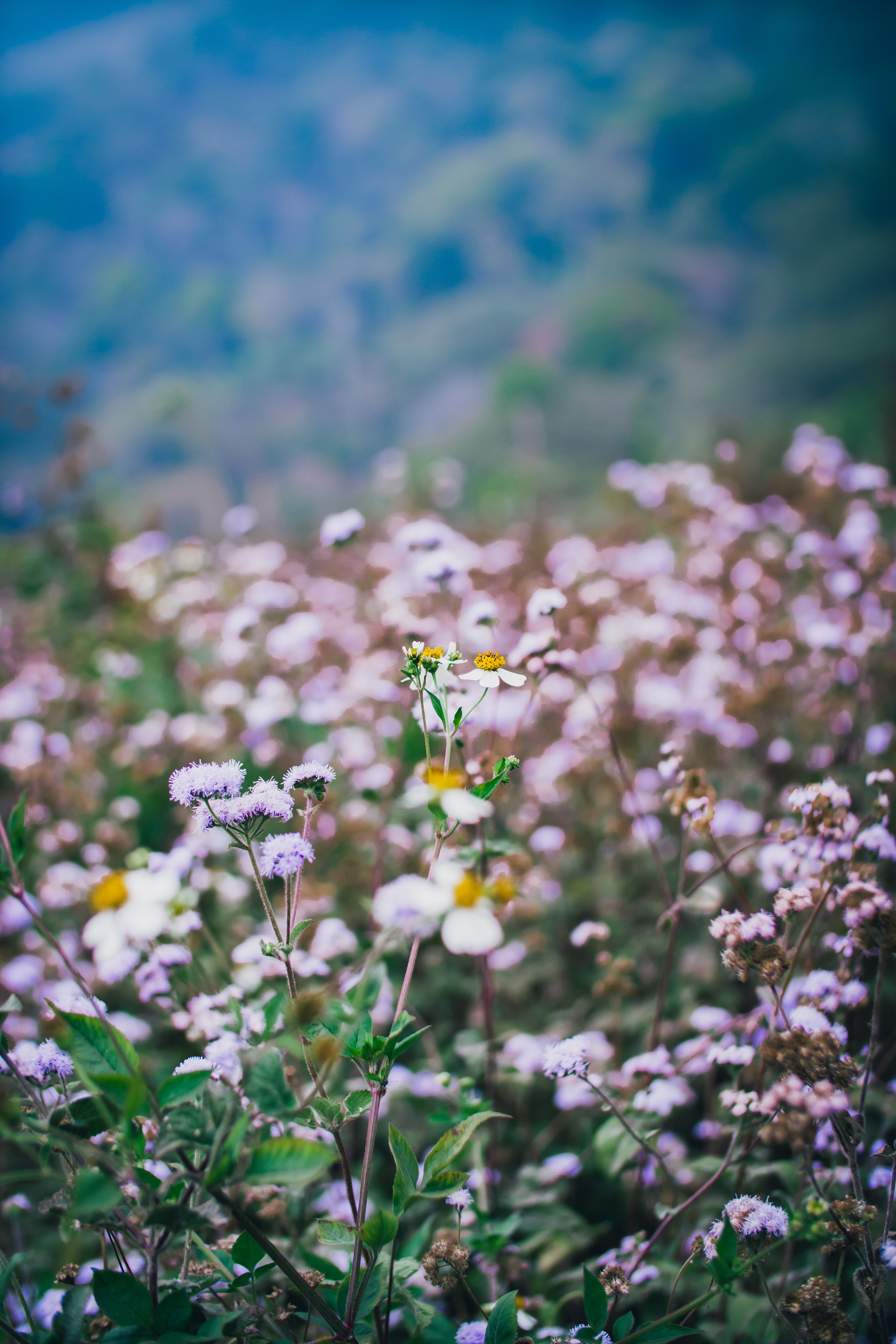 A Beautiful Purple Flower Field · Free Stock Photo