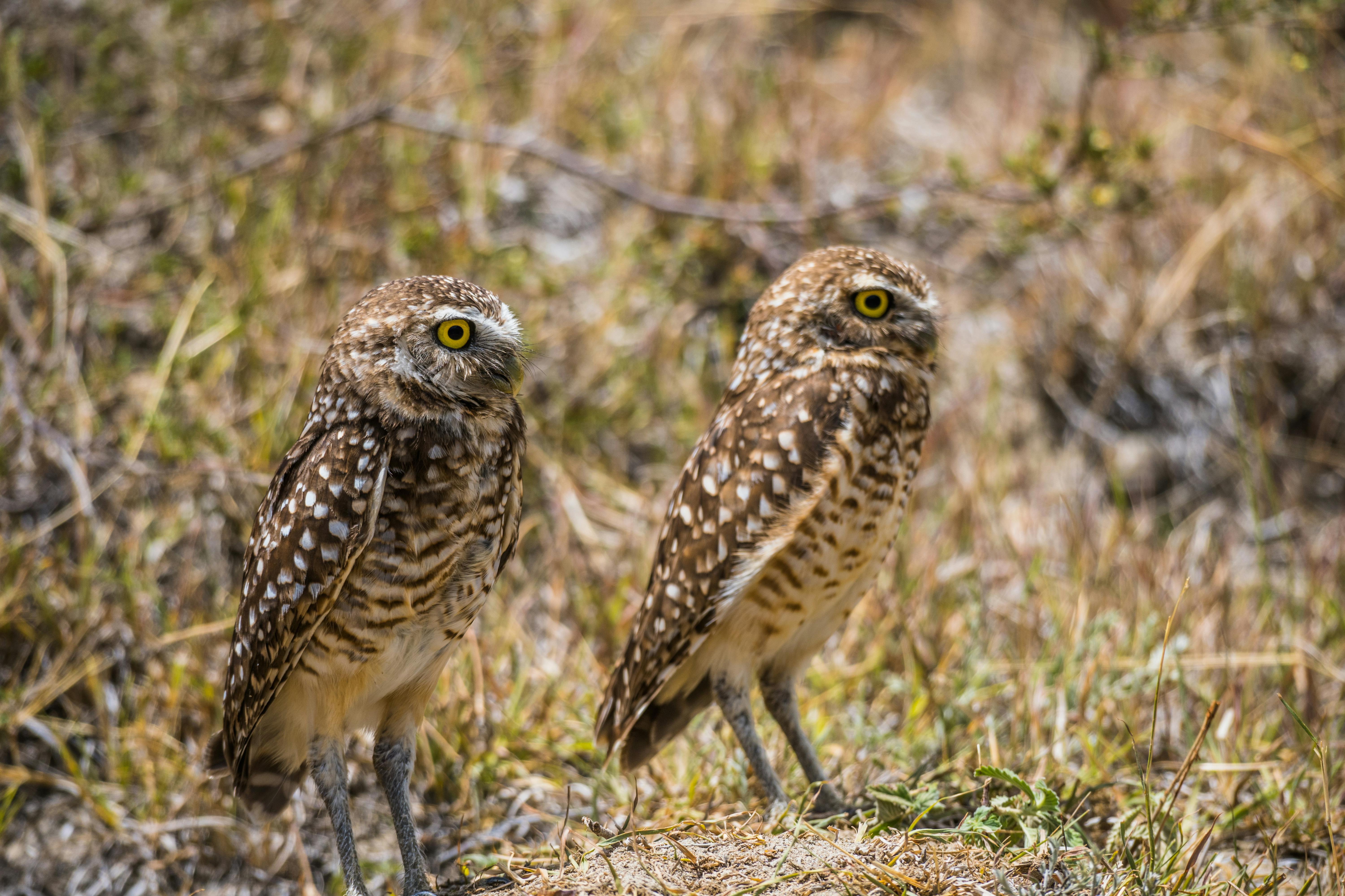 Close-up of Two Burrowing Owls · Free Stock Photo