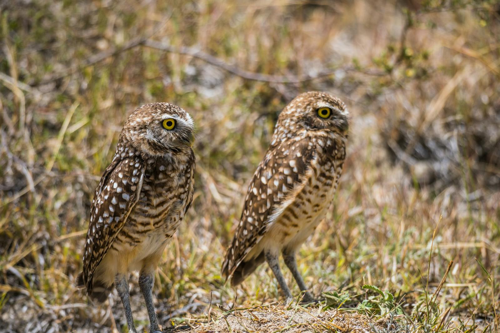 Burrowing Owls Photos, Download The BEST Free Burrowing Owls Stock Photos & HD Images