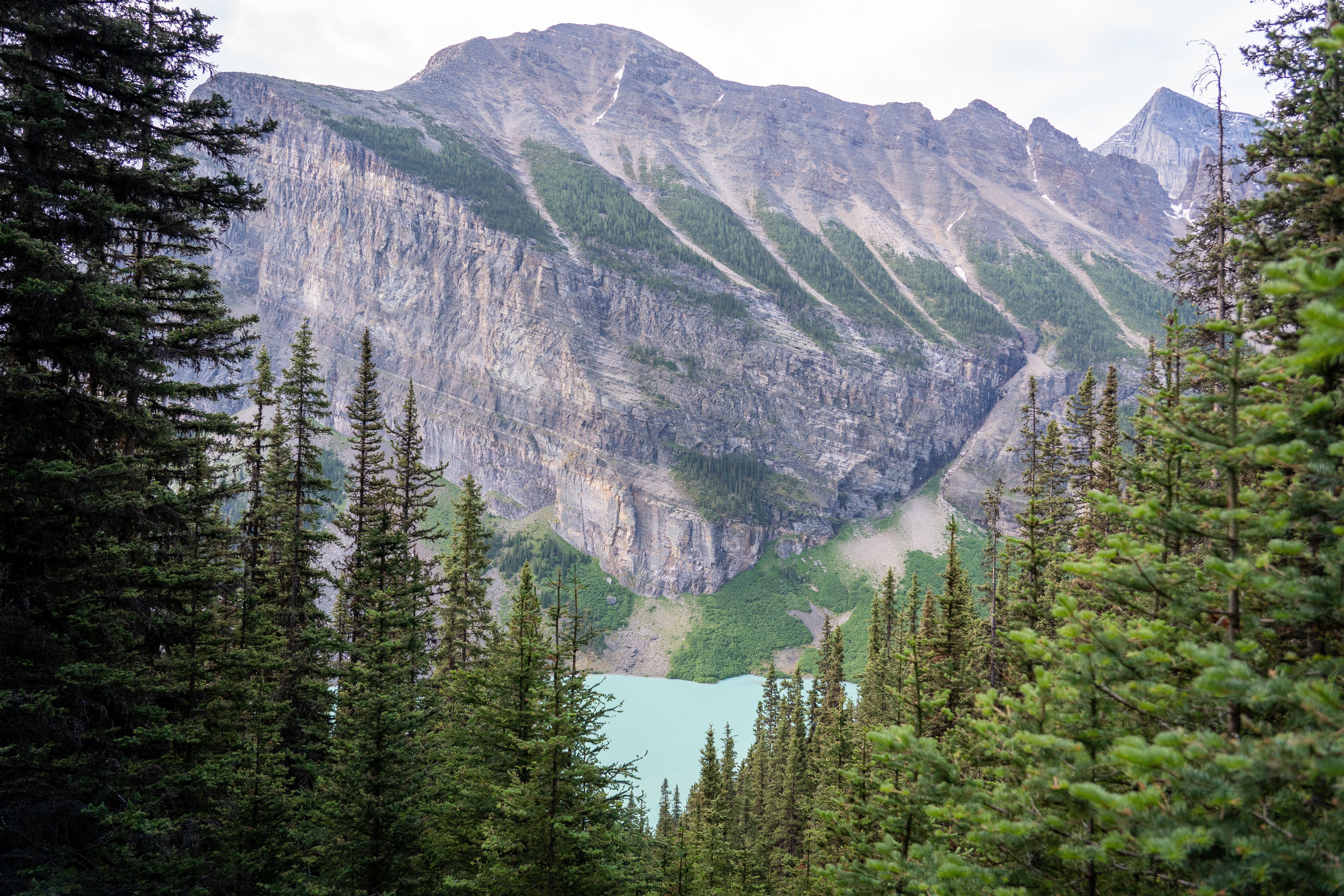 Green Forest in Mountains · Free Stock Photo