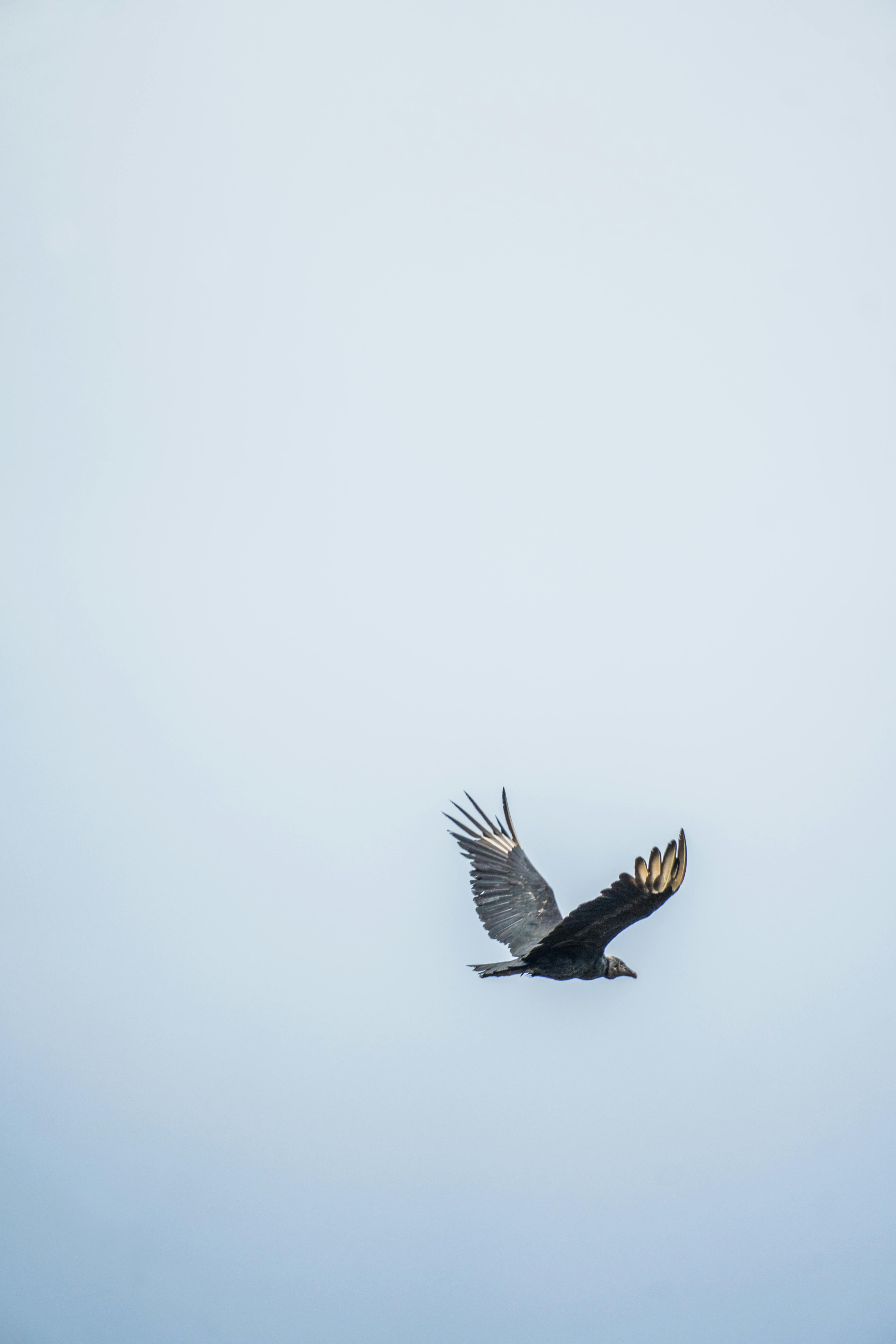 Predator Bird Flying · Free Stock Photo