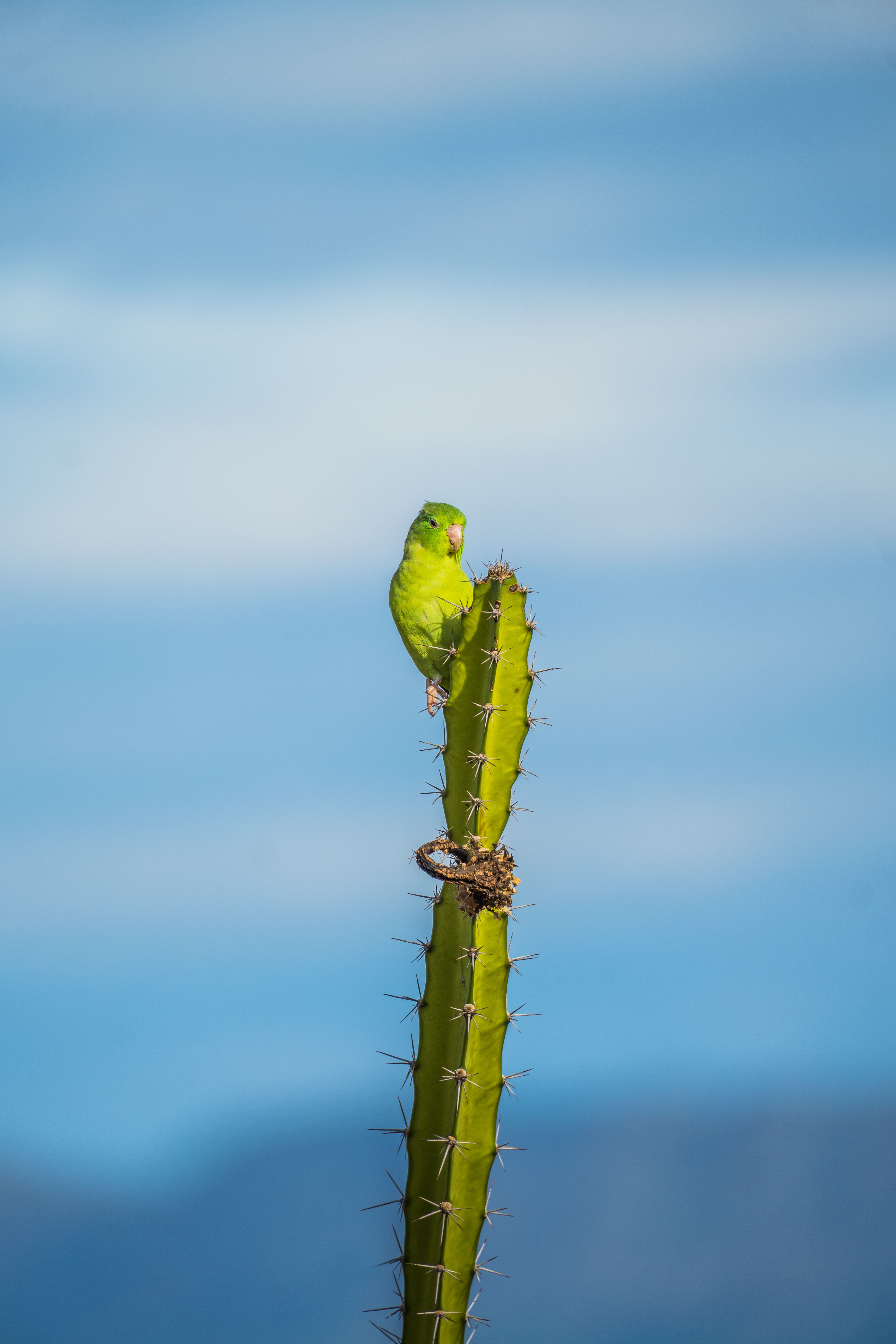 Green Parrot on Cactus · Free Stock Photo
