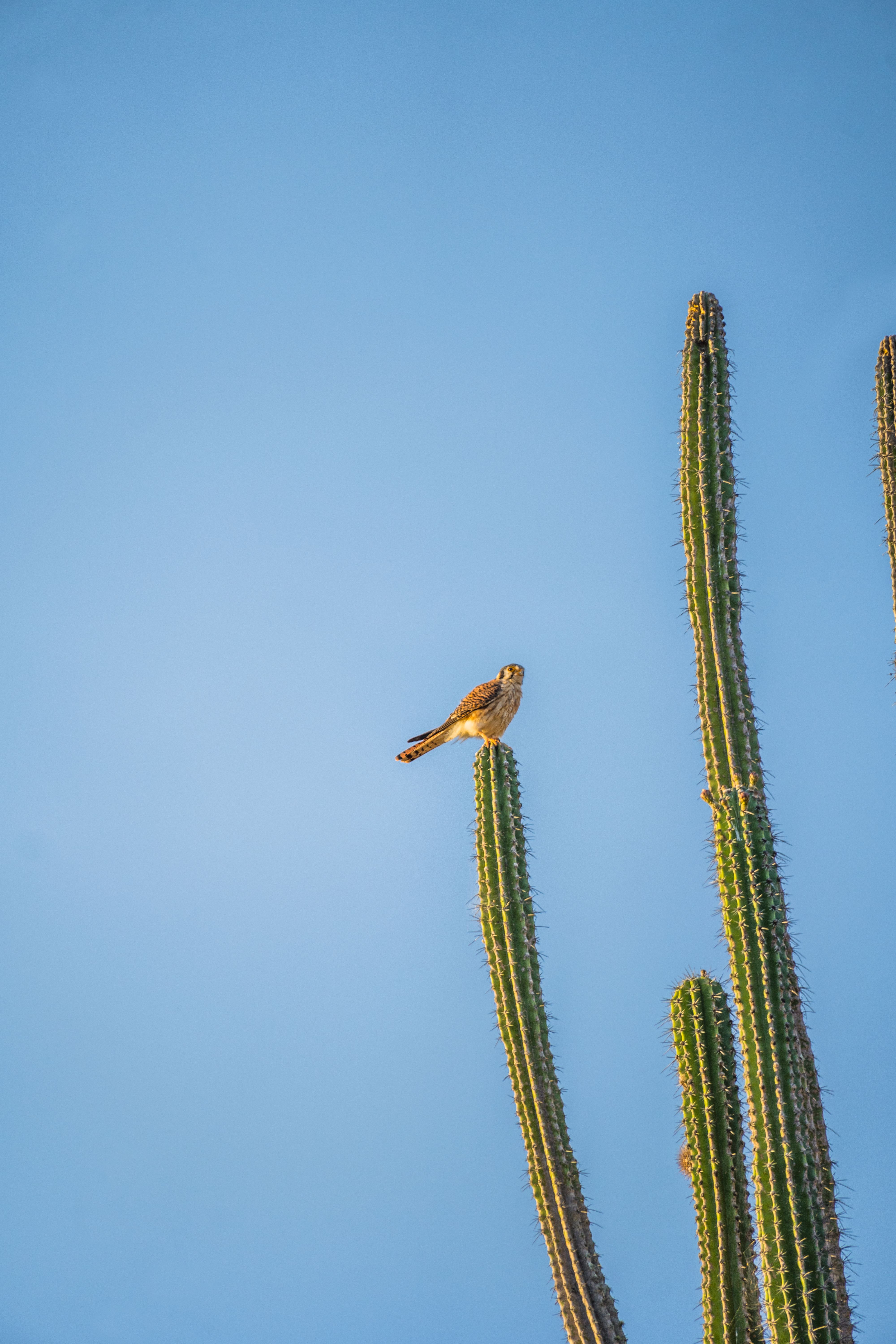 Kestrel Sitting on Cactus · Free Stock Photo
