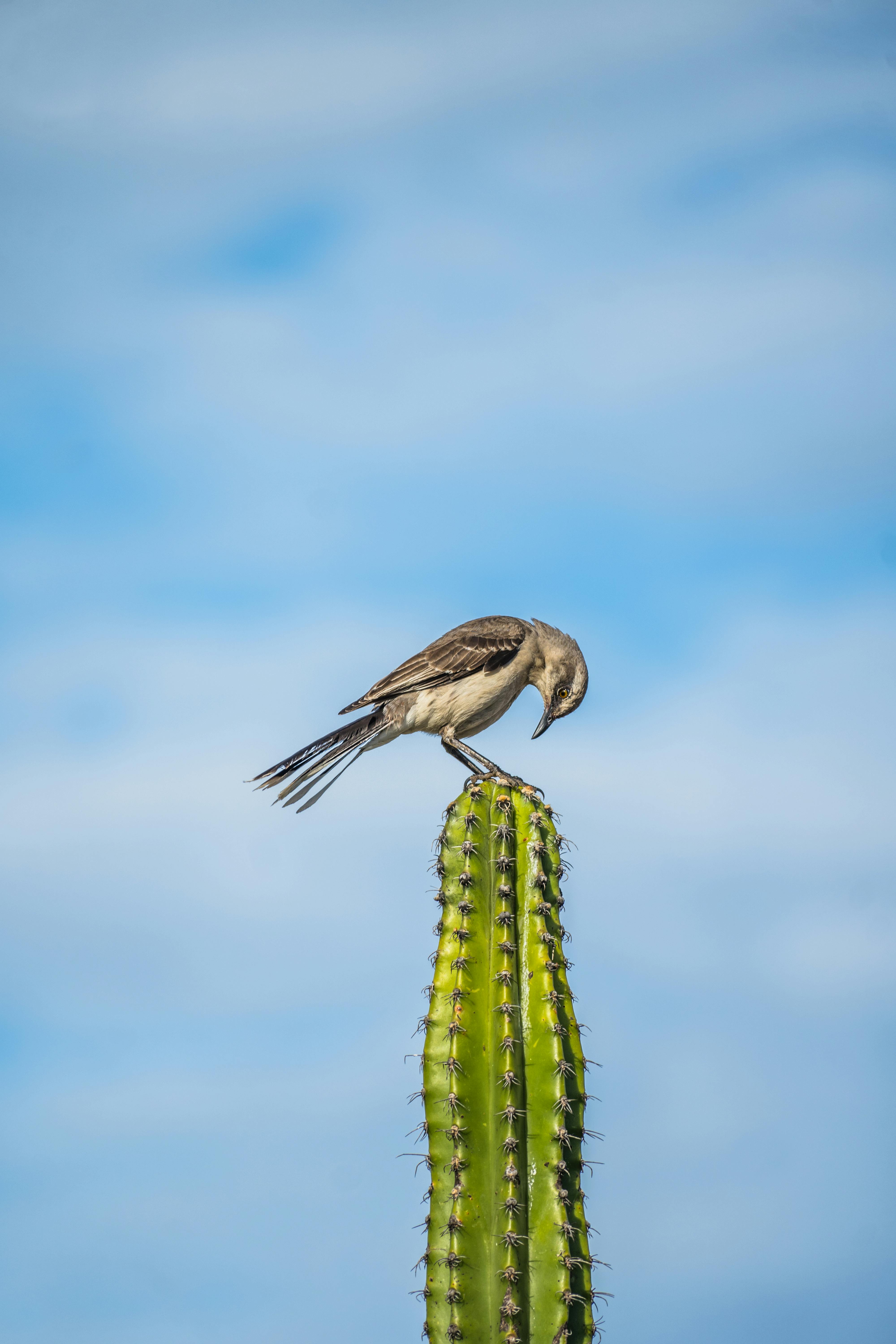 Northern Mockingbird on Cactus · Free Stock Photo