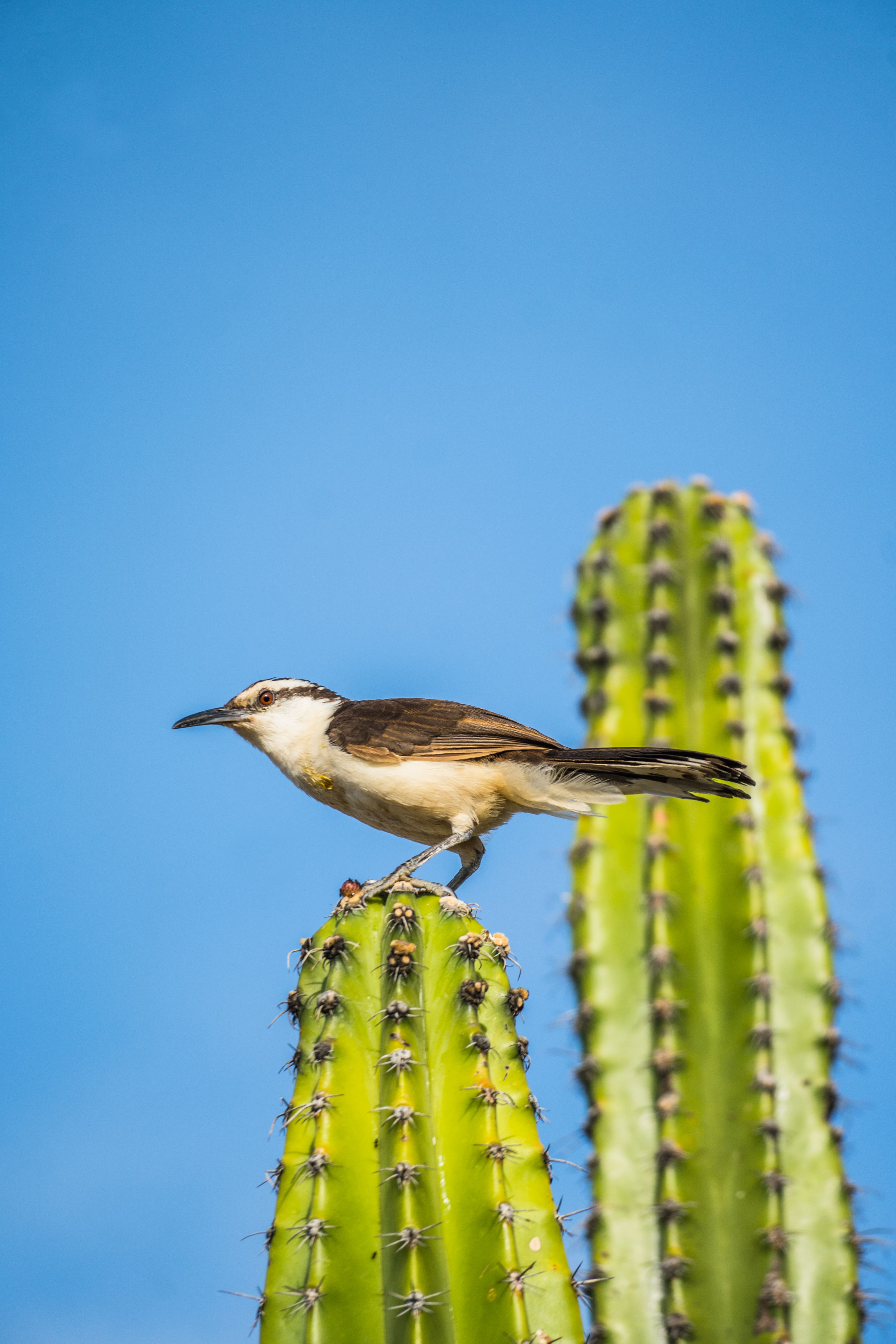 Bird on Cactus · Free Stock Photo