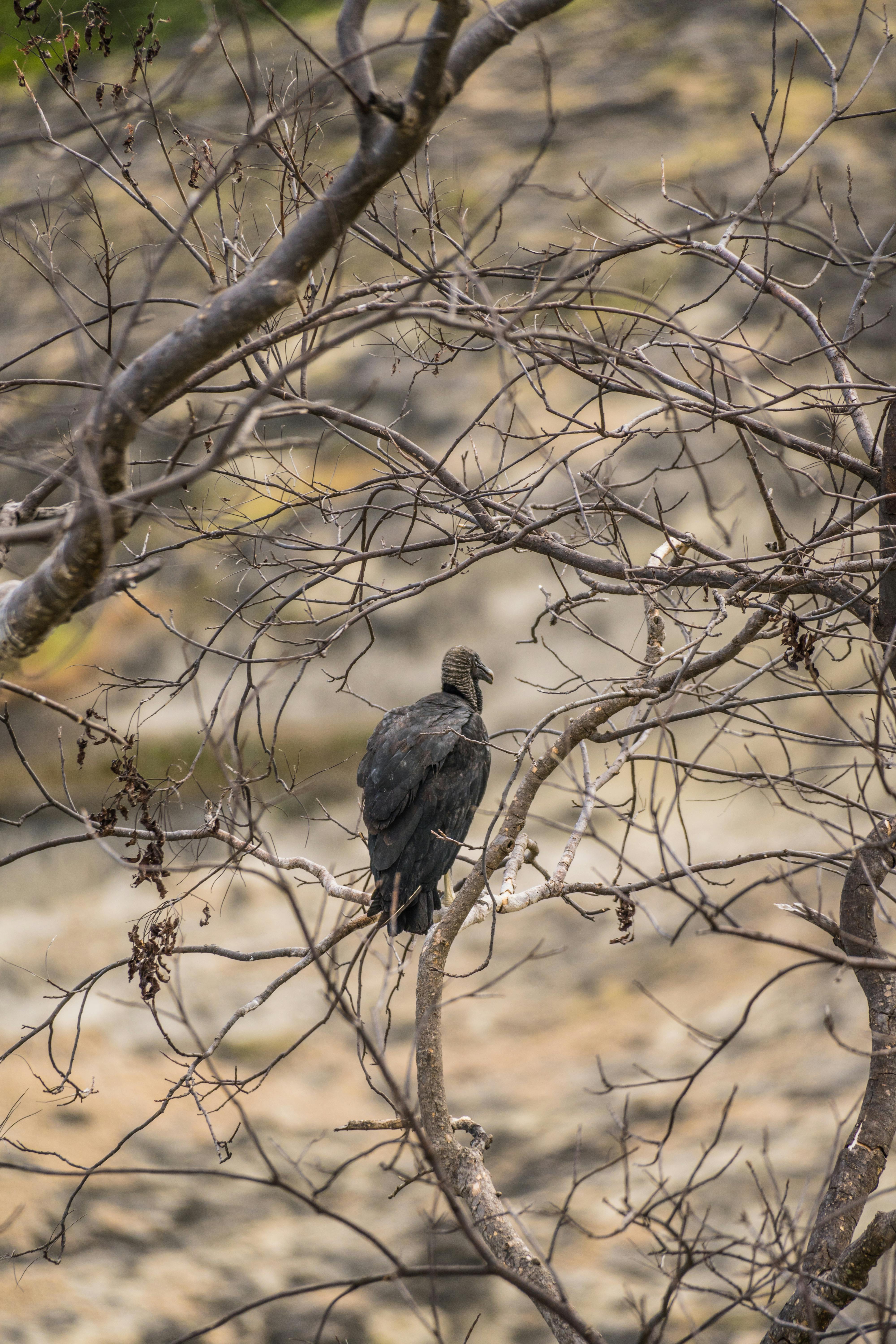 California Condor on Tree · Free Stock Photo
