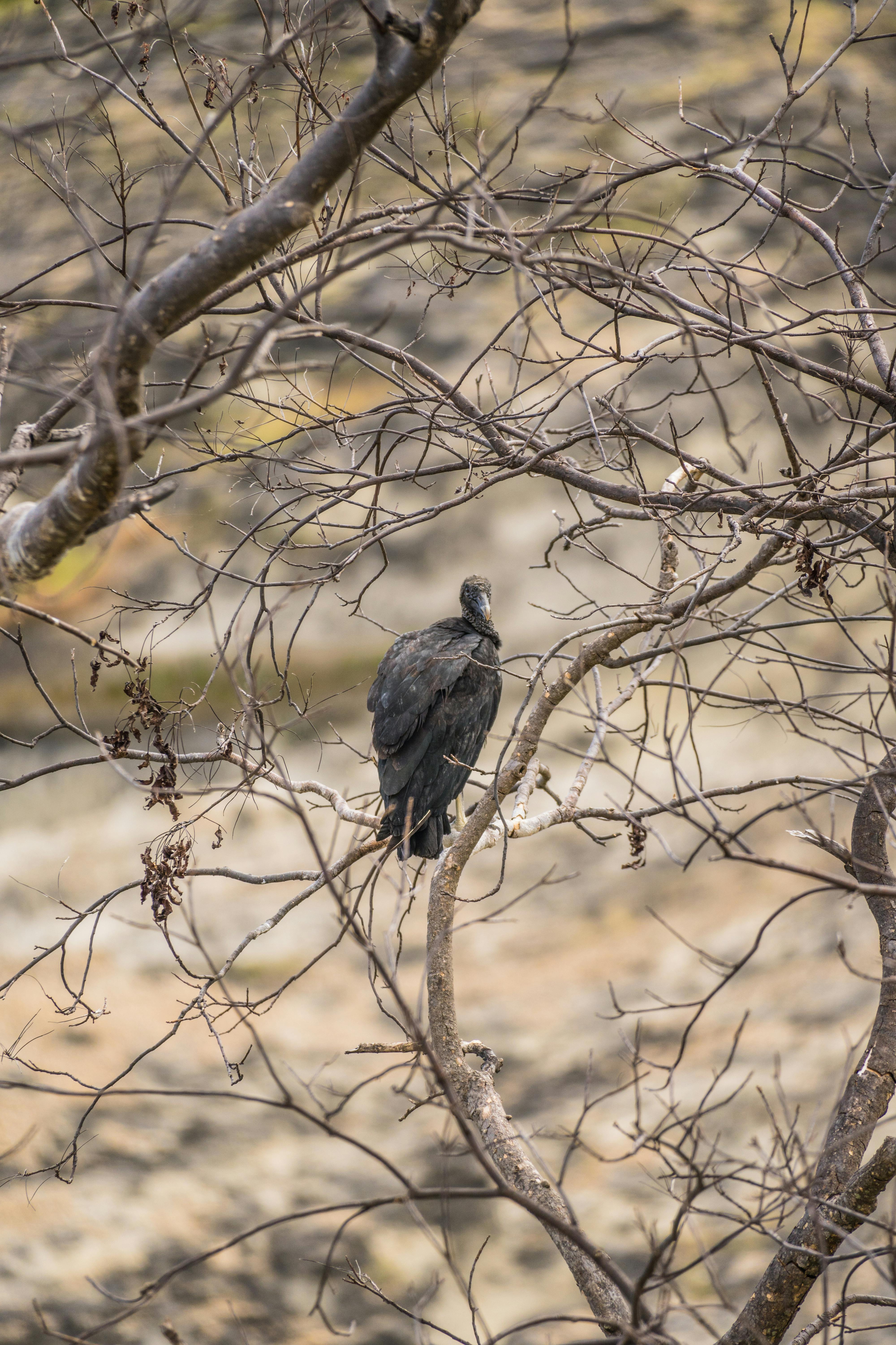 California Condor on Bare Tree · Free Stock Photo