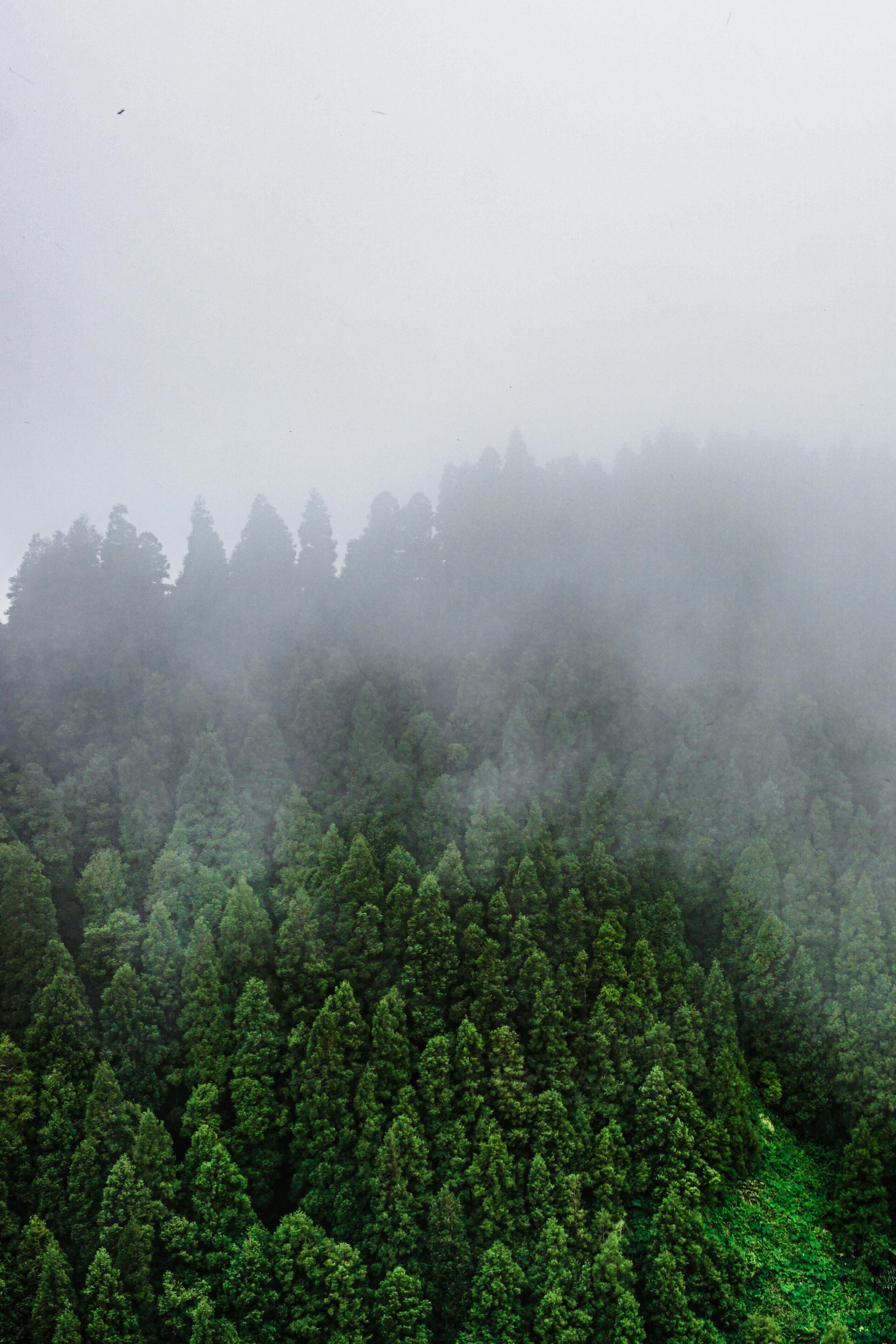Mist Covering Forested Hill · Free Stock Photo