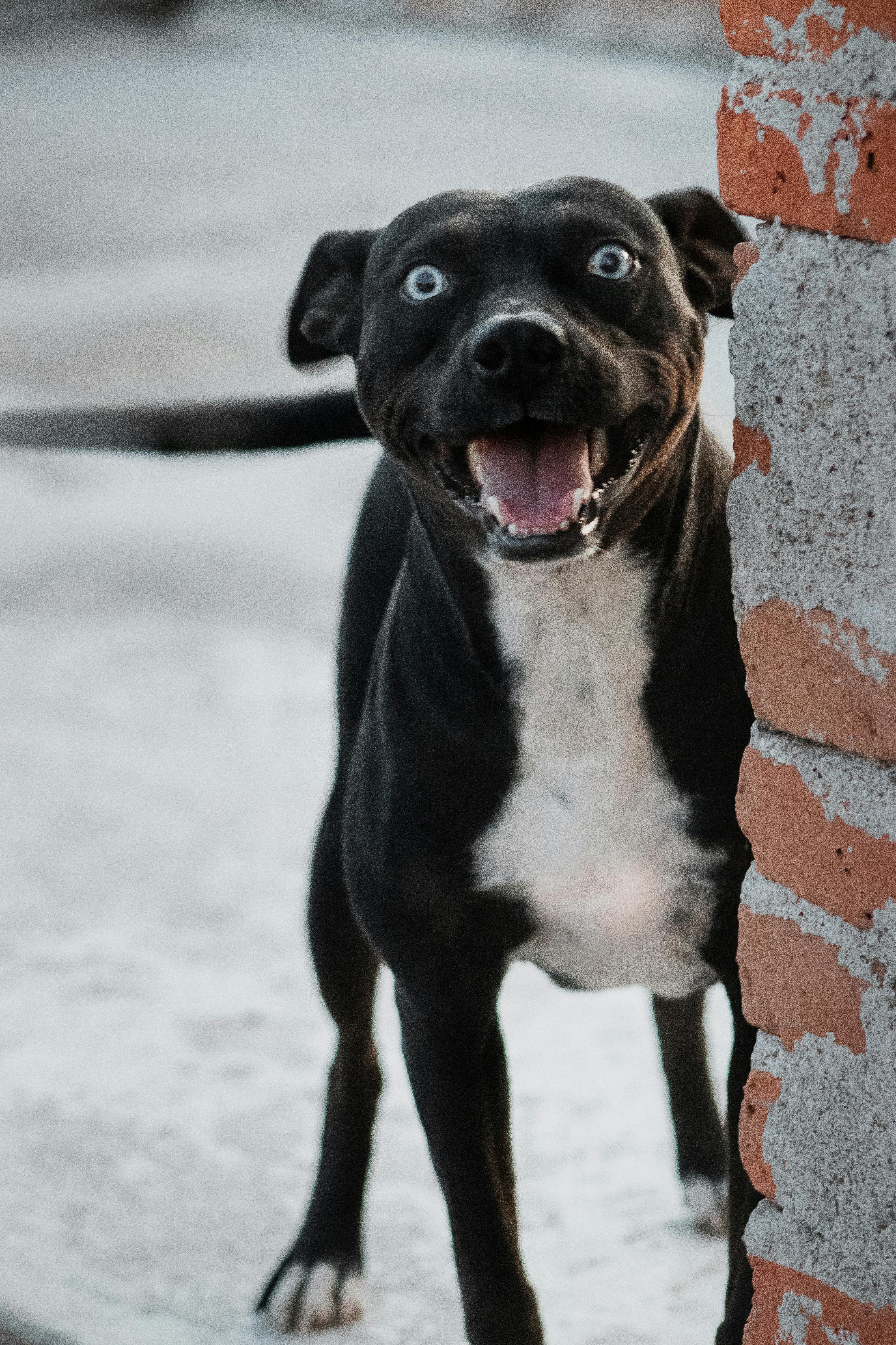 Black Dog behind a Wall · Free Stock Photo