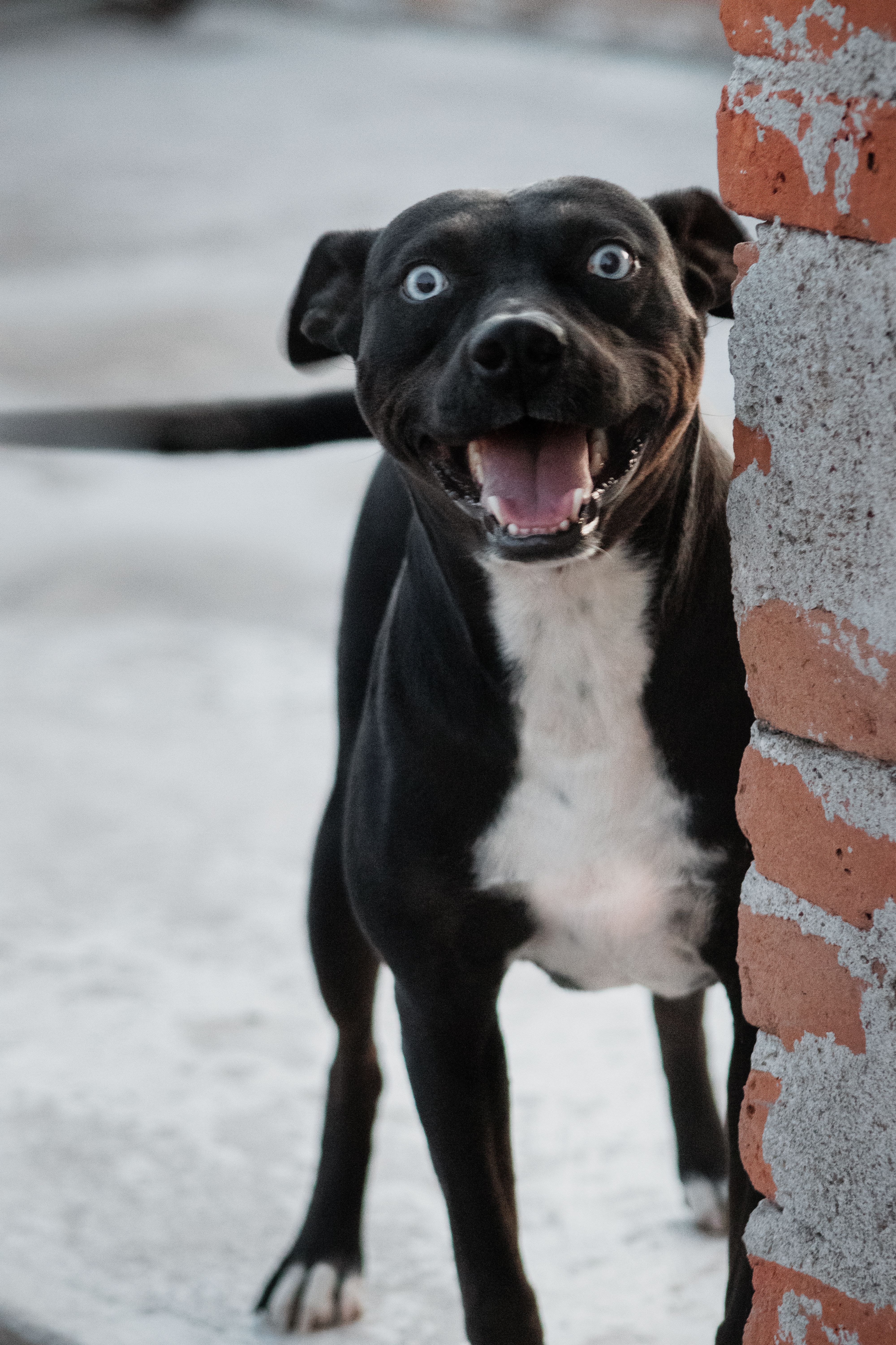 Black Dog behind a Wall · Free Stock Photo