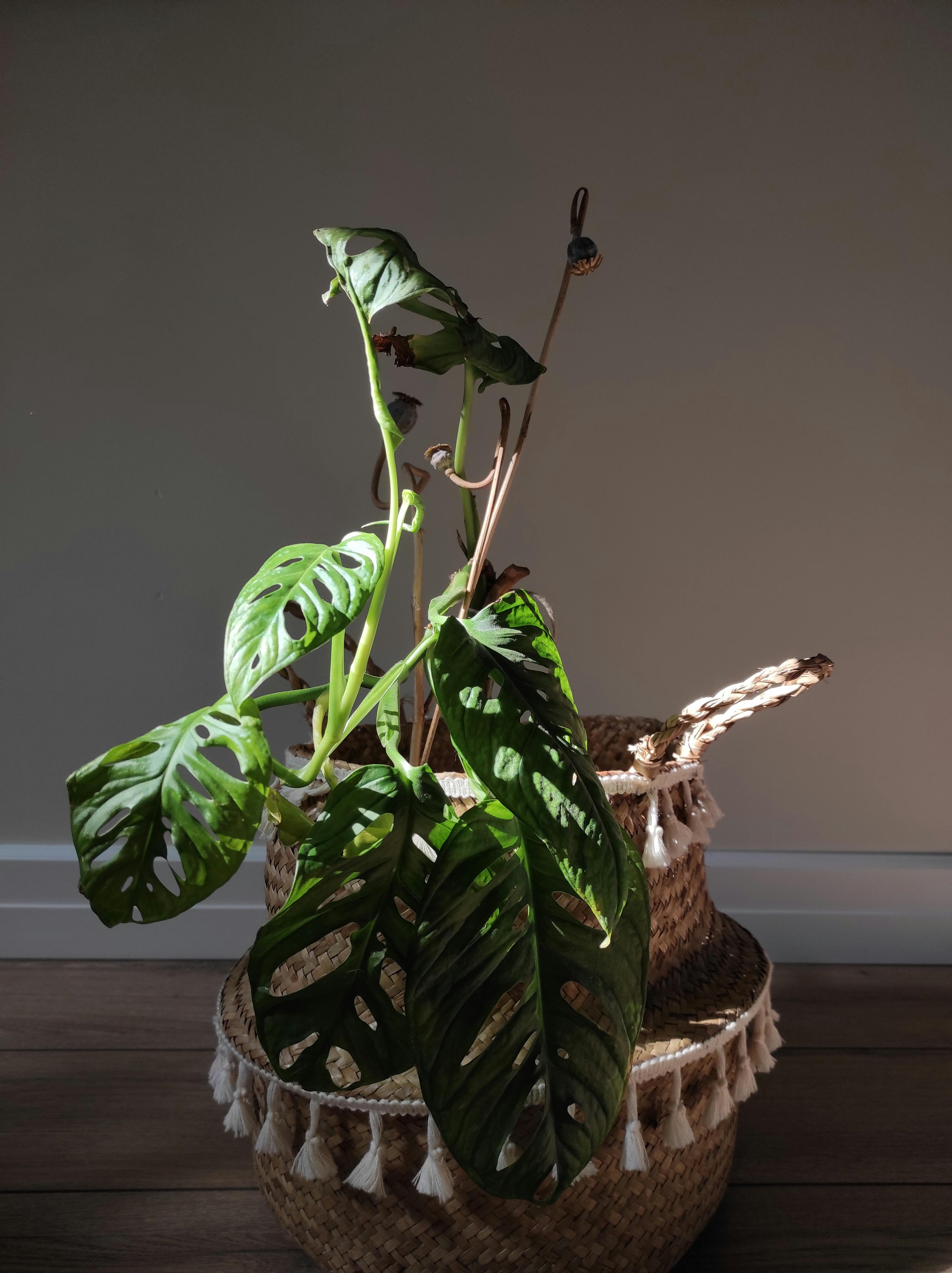 Decorative Monstera in Wicker Basket · Free Stock Photo