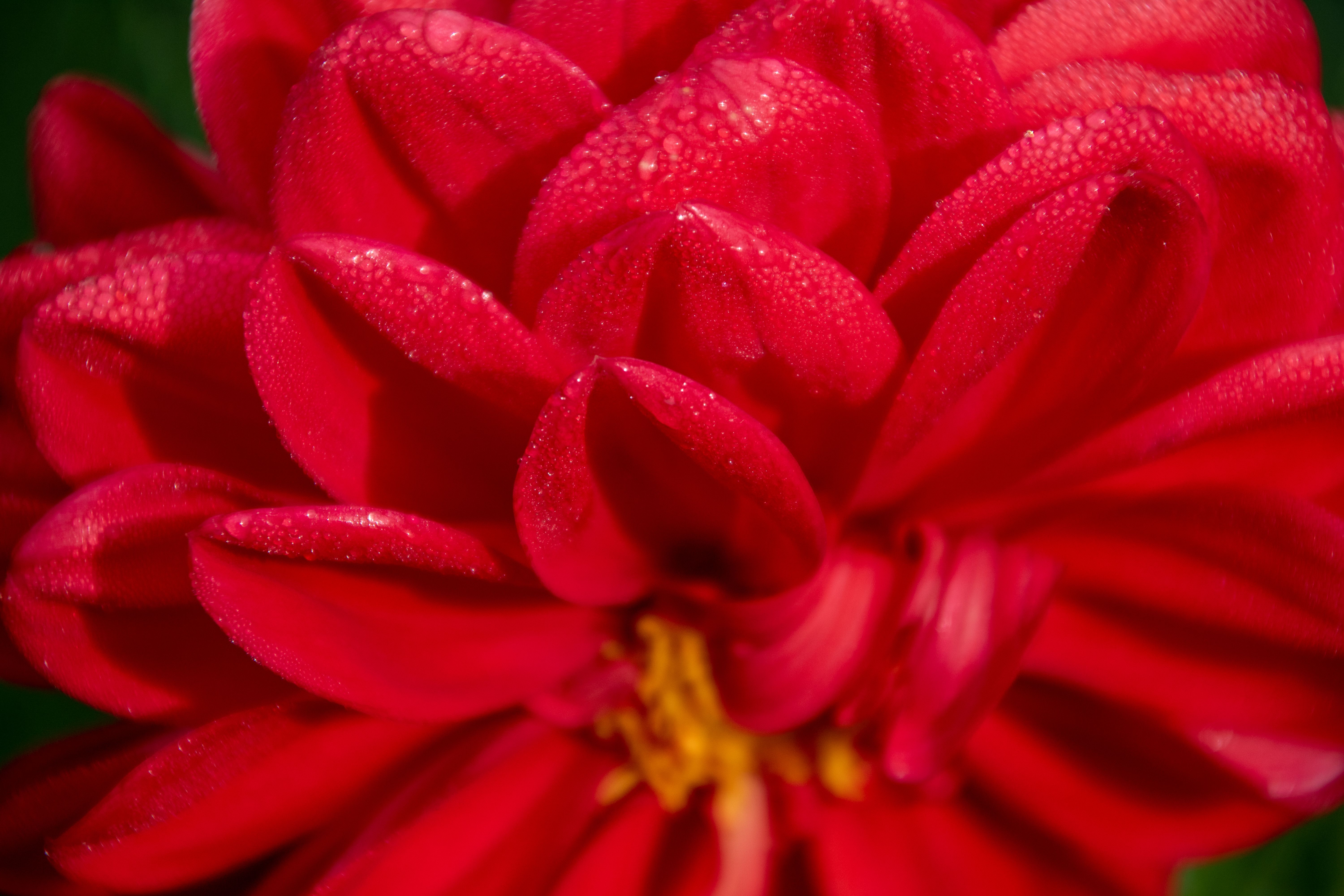 Flower with Dew · Free Stock Photo