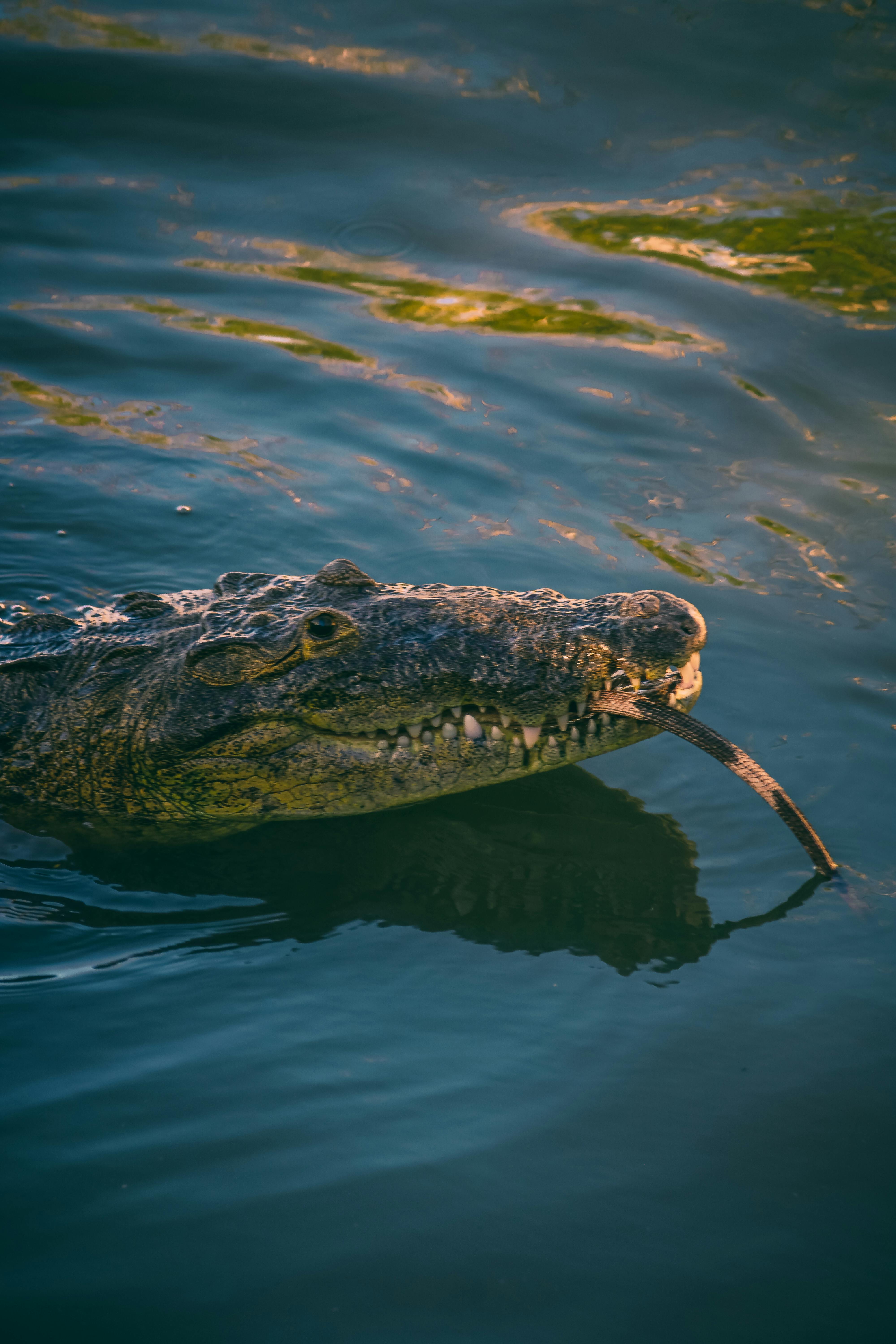 Close-up of a Saltwater Crocodile in the Water · Free Stock Photo