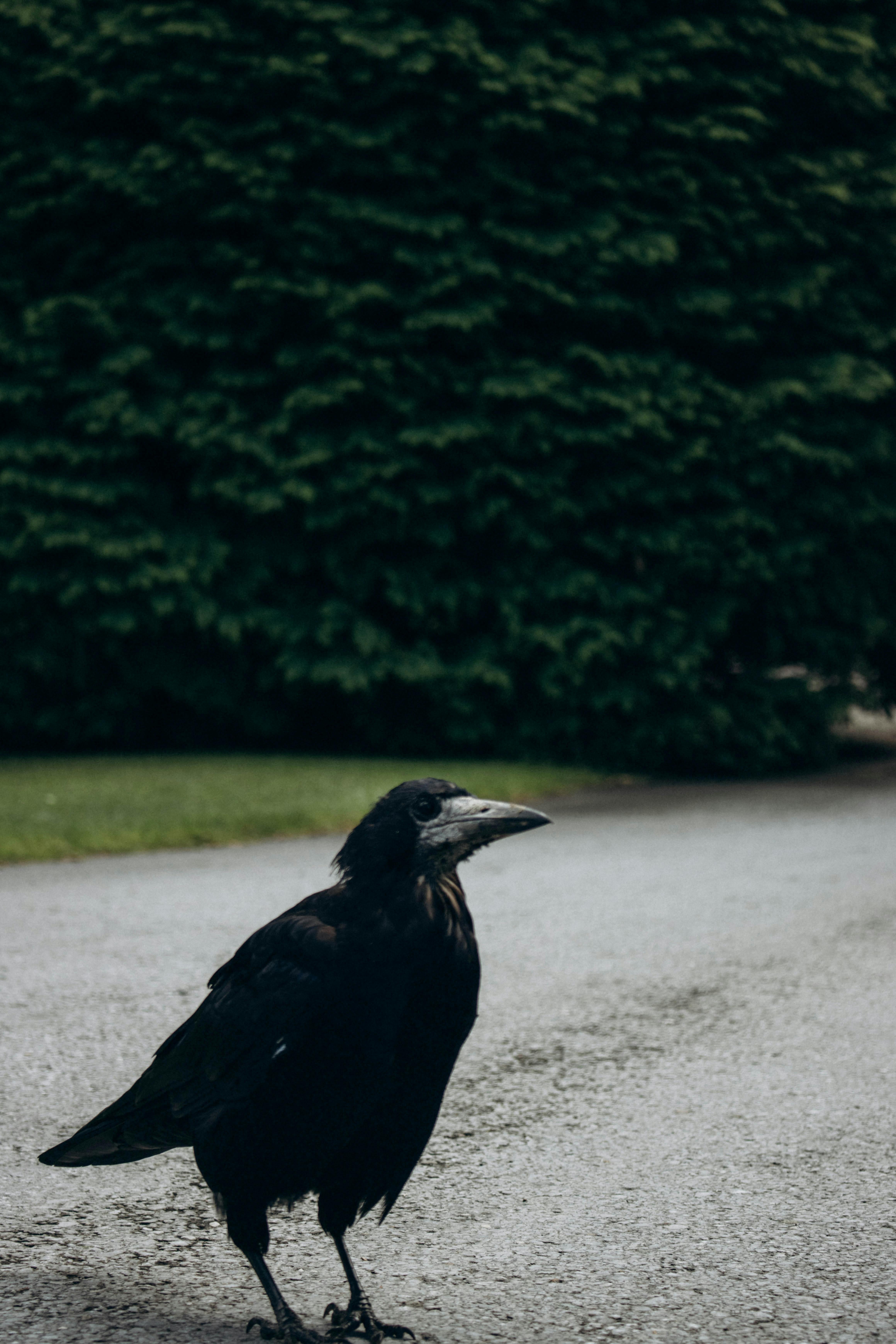Raven Standing on Gravel Path · Free Stock Photo