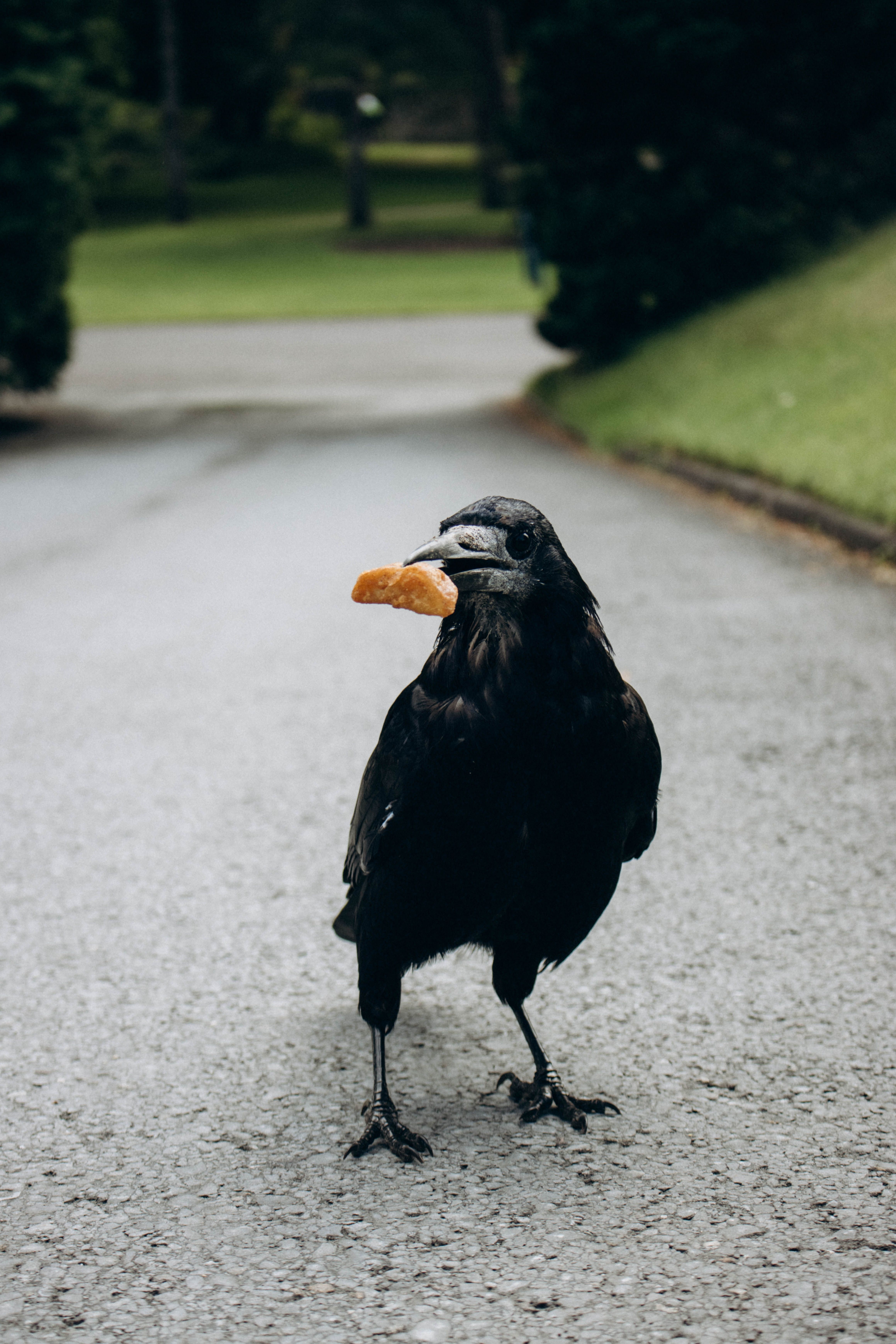 Schleich Raven Photos, Download The BEST Free Schleich Raven Stock ...