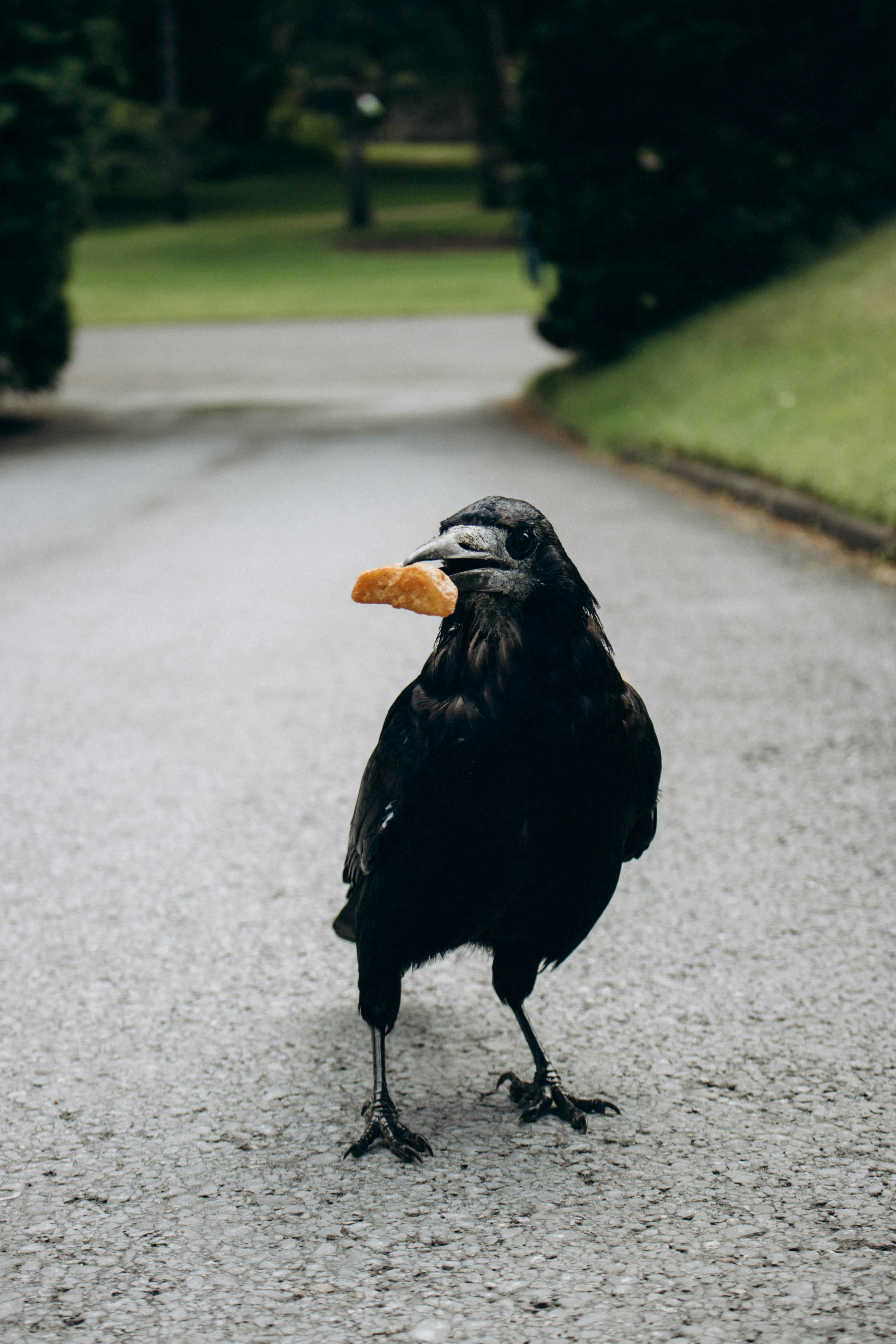 Raven Holding French Fries in Beak · Free Stock Photo