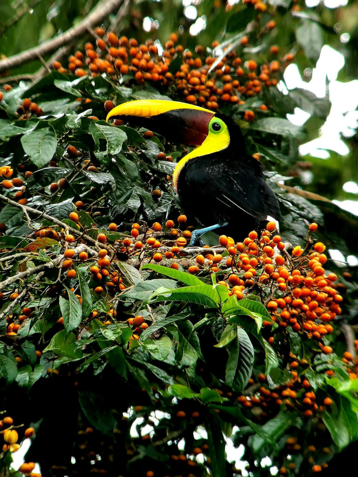 Toucan Photos, Download The BEST Free Toucan Stock Photos & HD Images