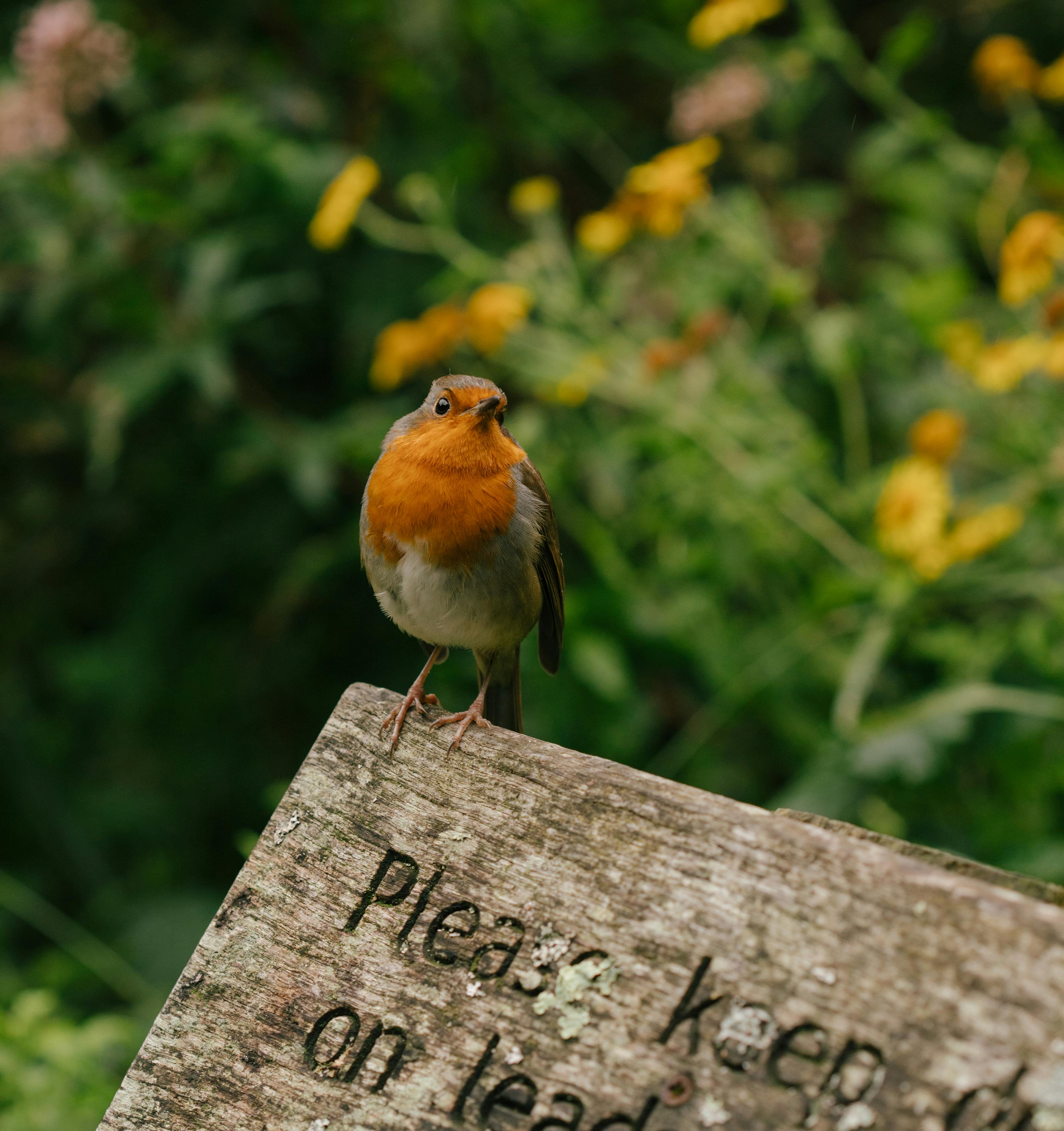Robin Catching Worm · Free Stock Photo