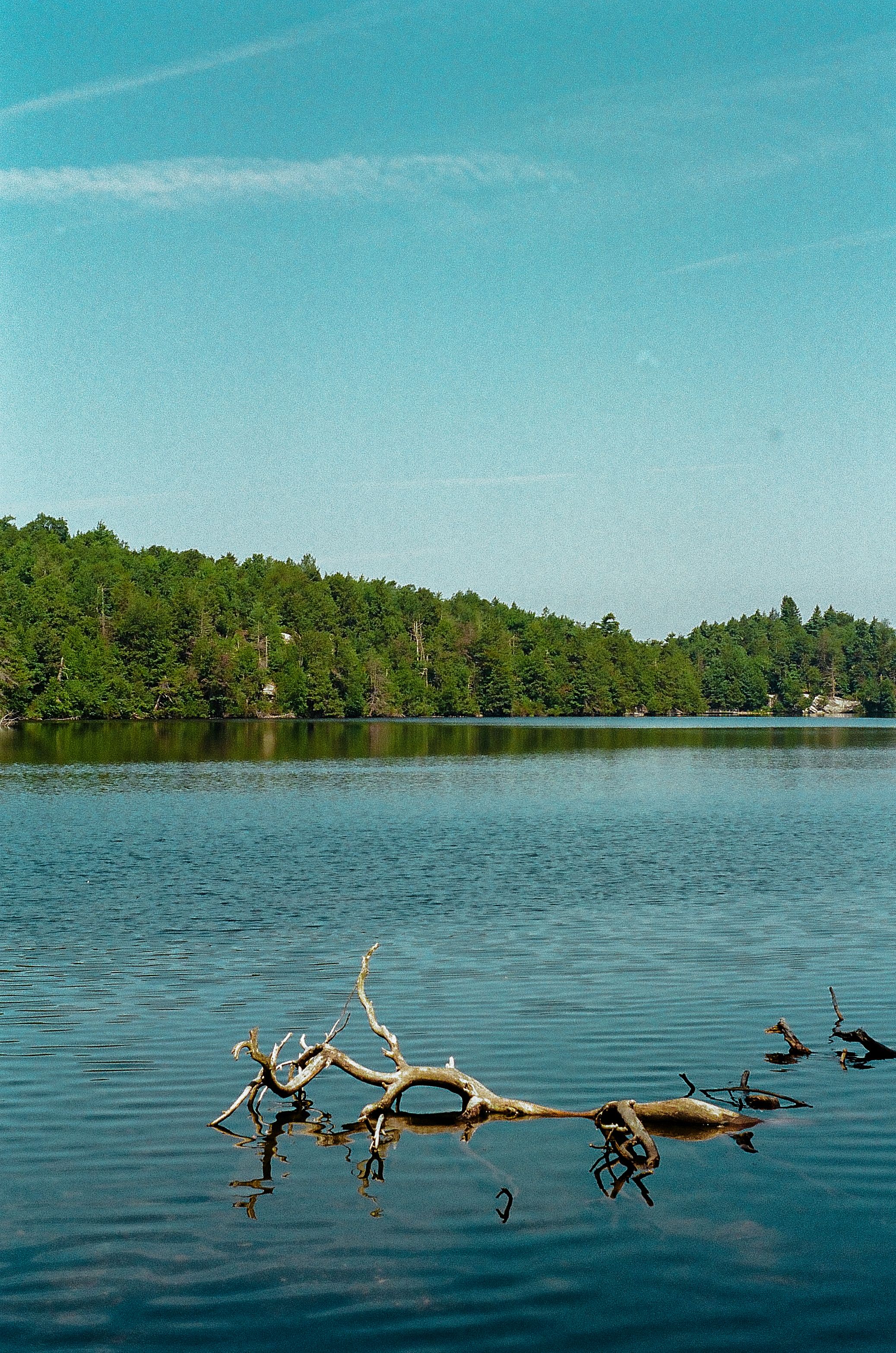 Tree Trunk in Lake Minnewaska · Free Stock Photo