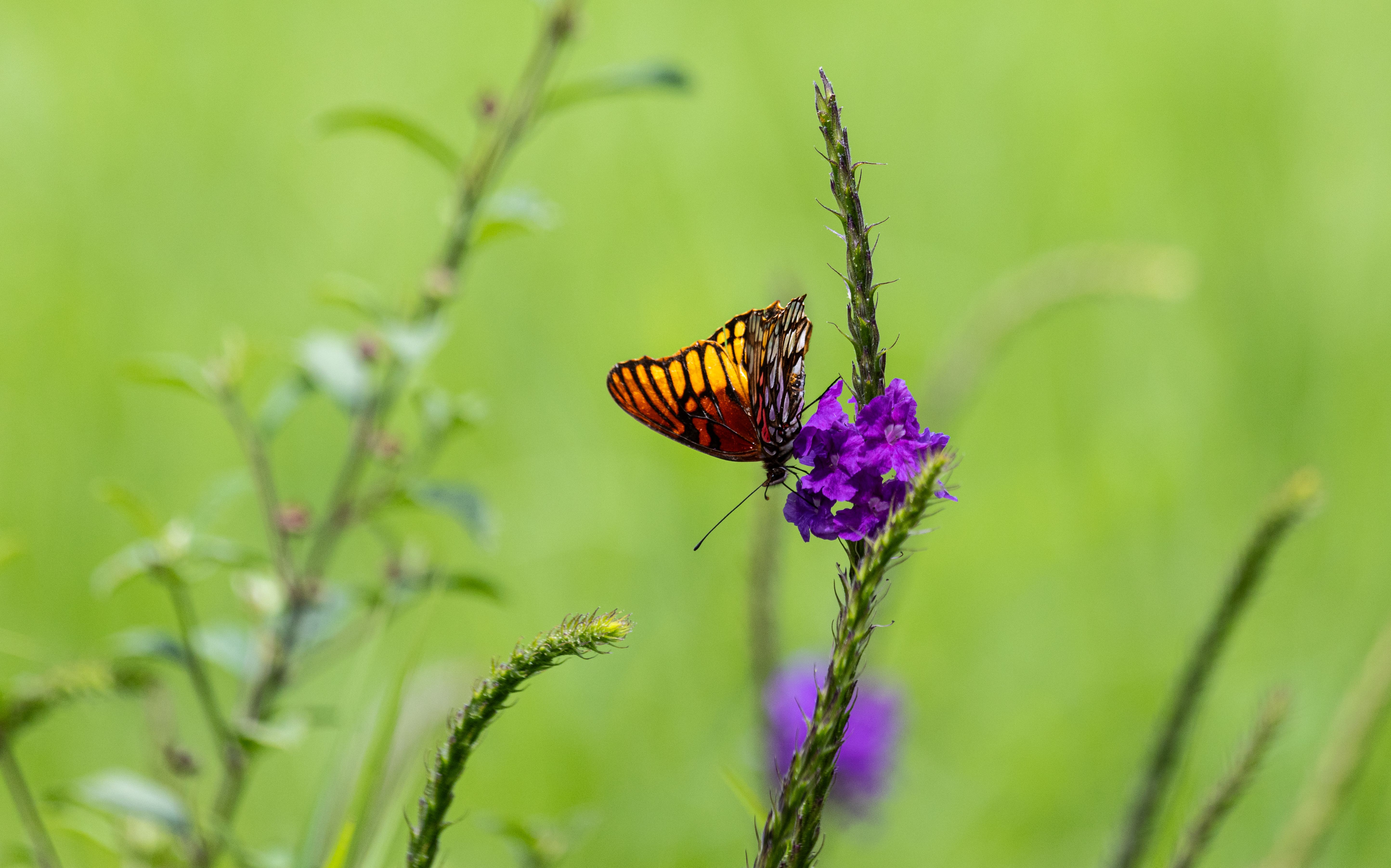 Butterfly Flying Above Wildflowers on a Field · Free Stock Photo