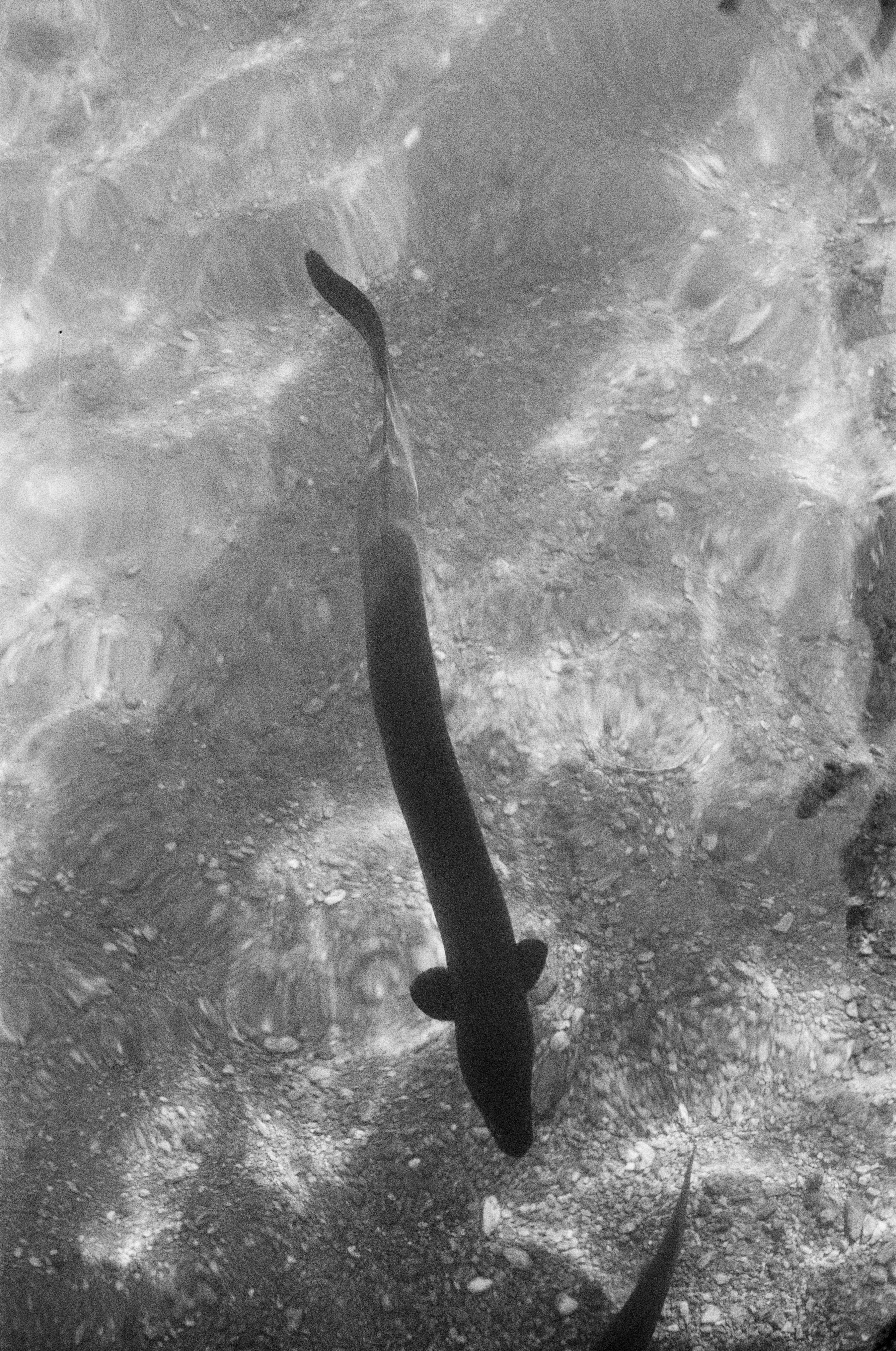 Eel in Water · Free Stock Photo