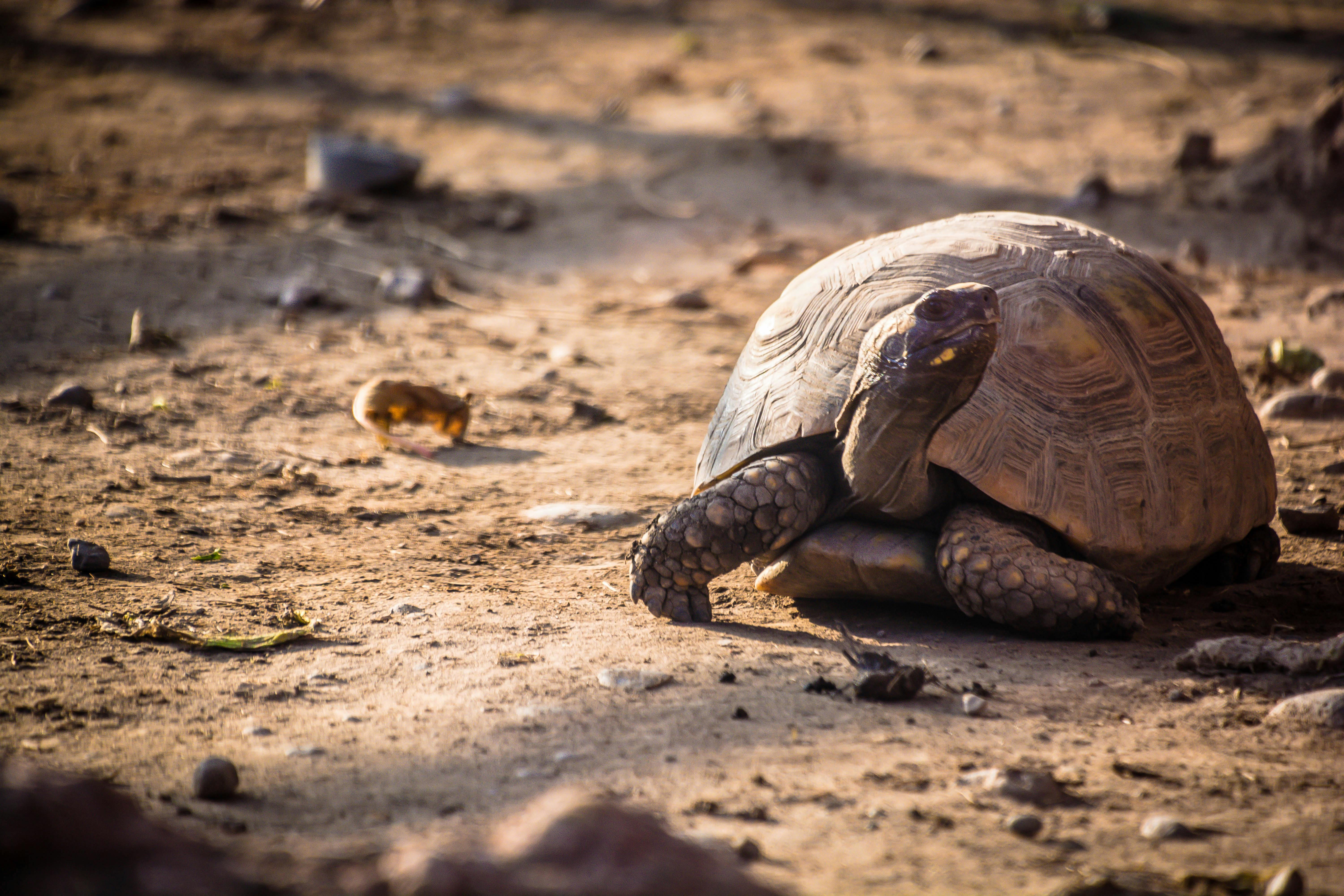 Turtle on Ground · Free Stock Photo